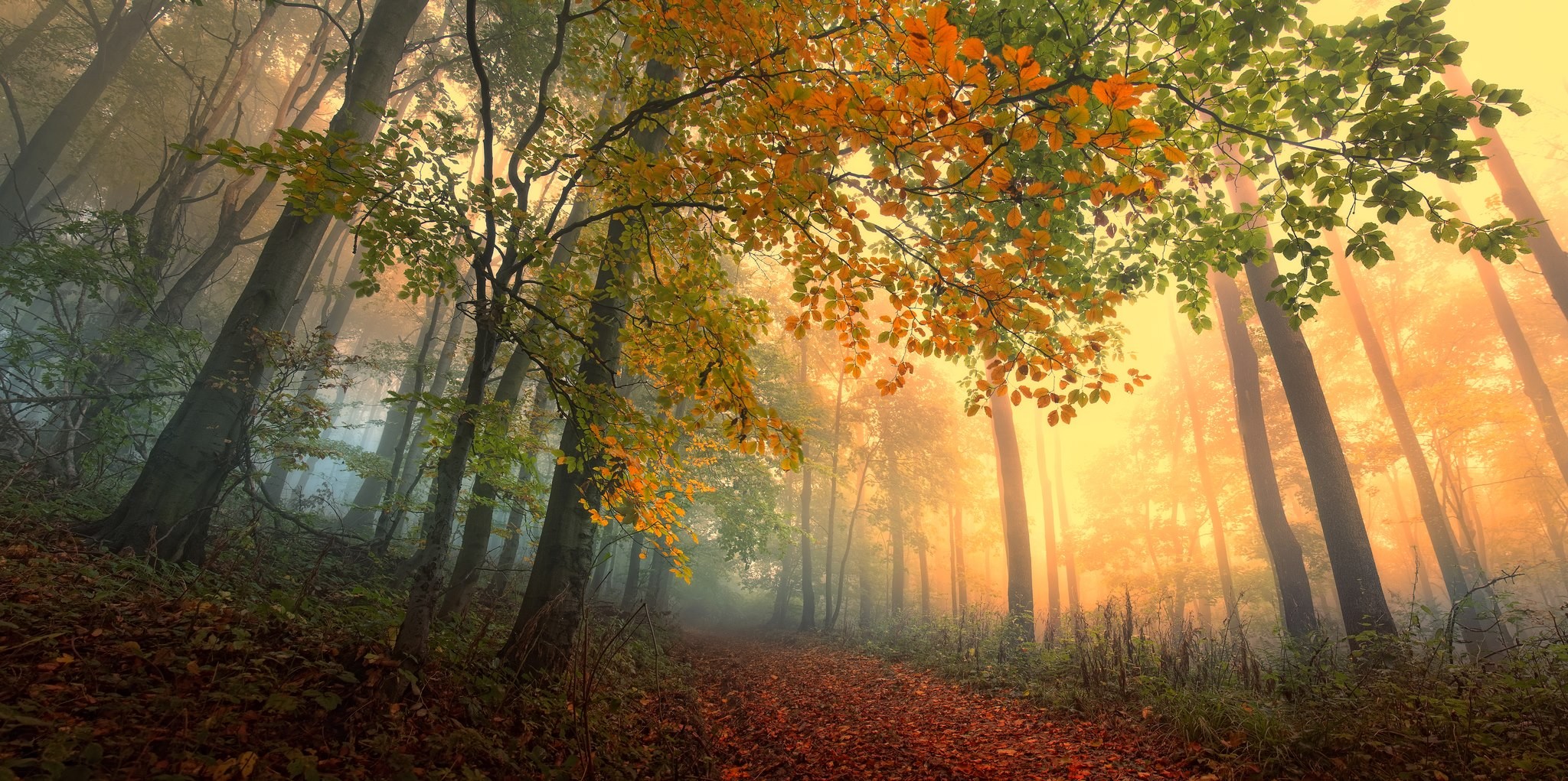 Colorful Fall Forest Path - HD Wallpaper