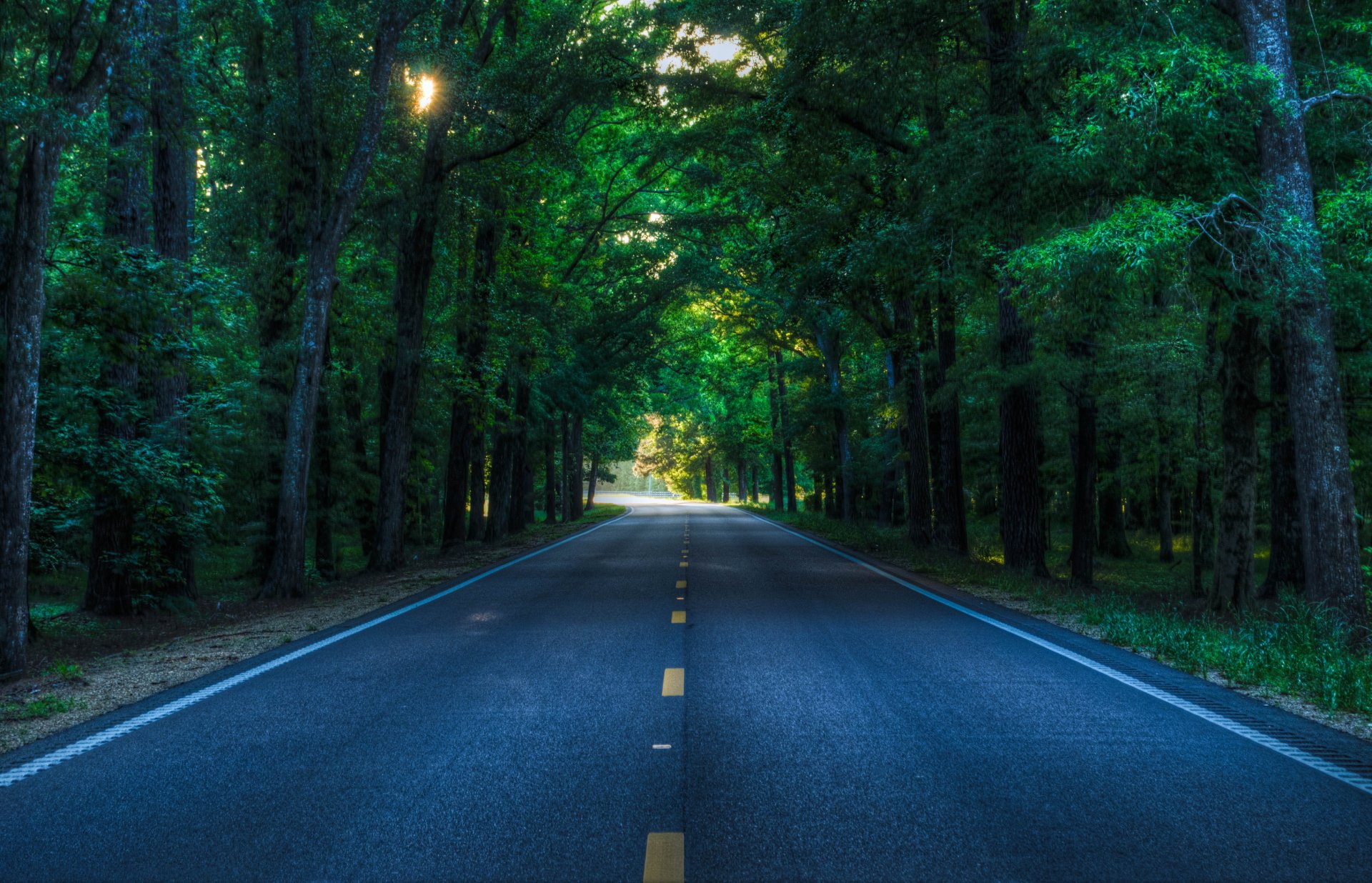 Download Green Tree Forest Man Made Road HD Wallpaper