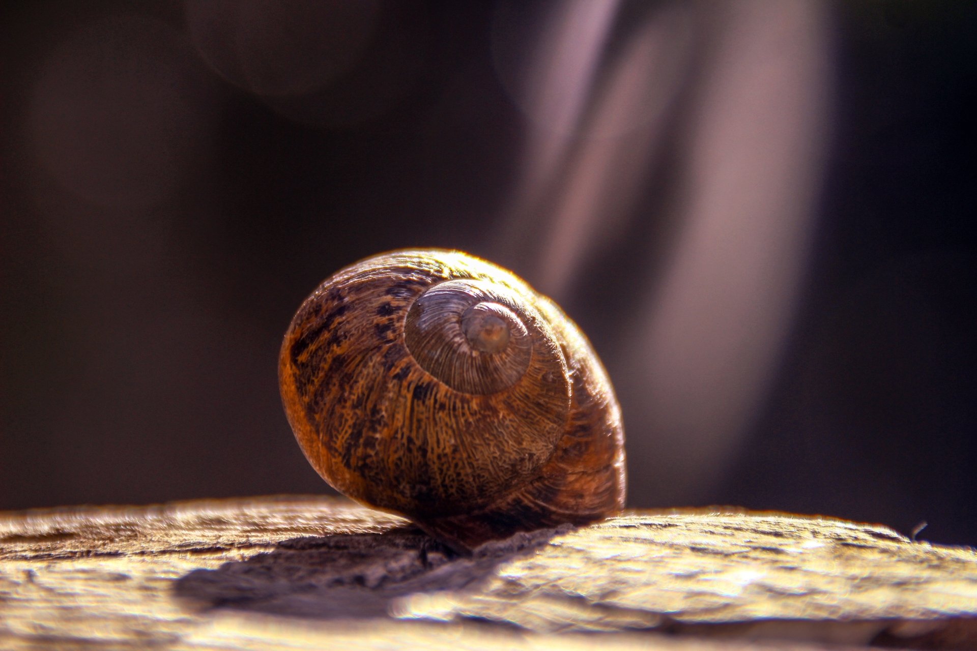 Download Close-up Sunny Animal Snail 4k Ultra HD Wallpaper