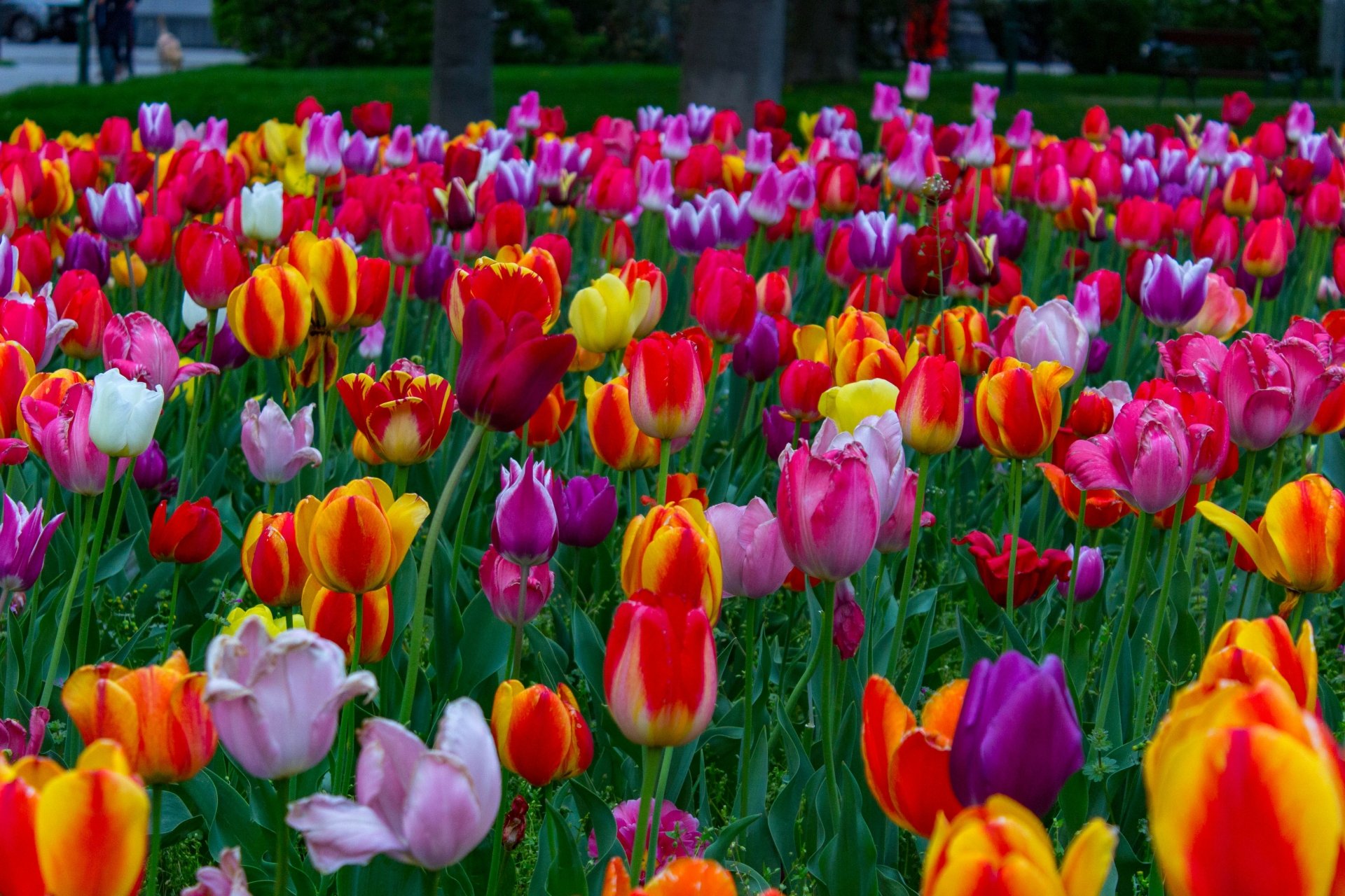 Download Colorful Colors Flower Nature Tulip 4k Ultra HD Wallpaper ...