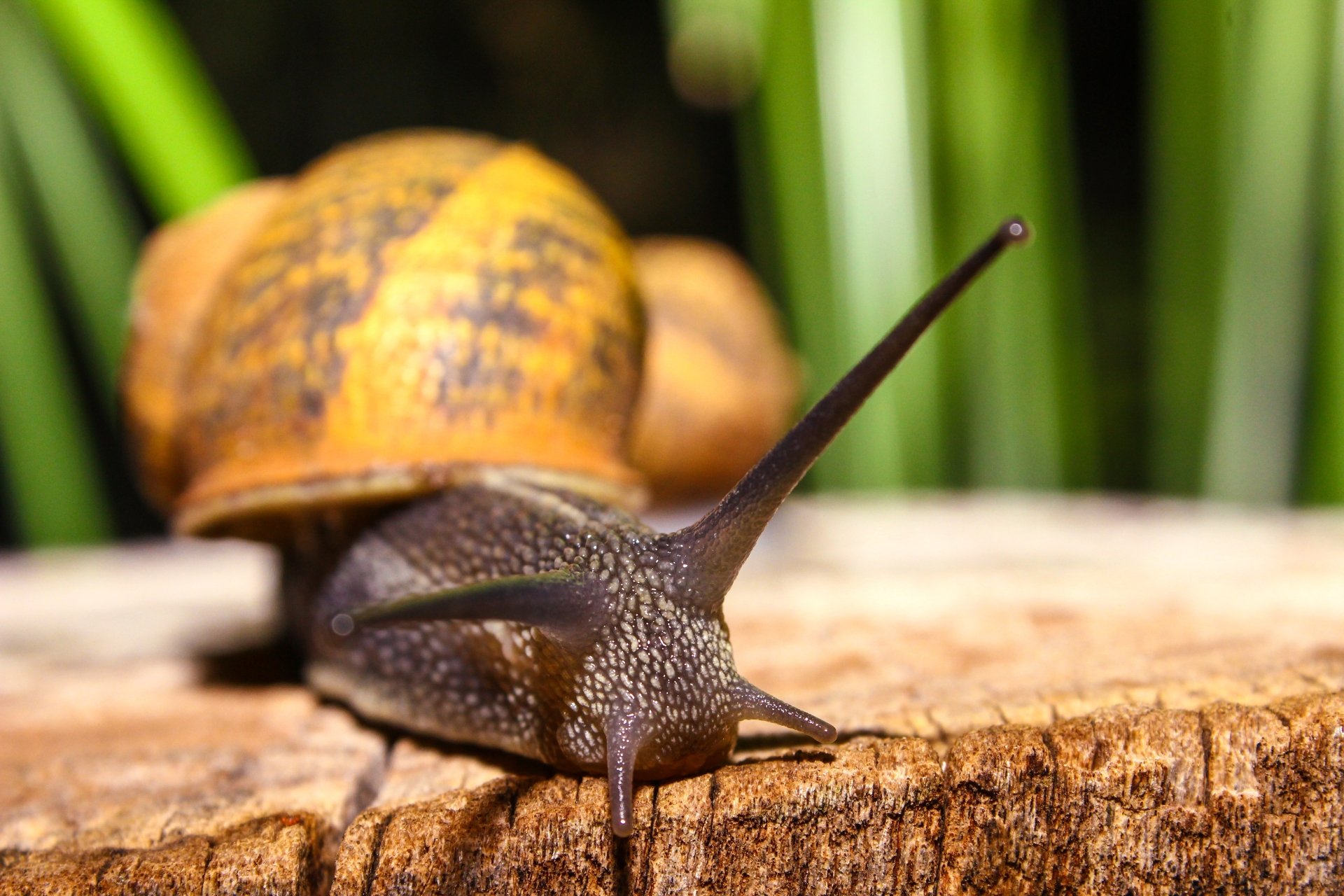 Download Macro Animal Snail 4k Ultra HD Wallpaper