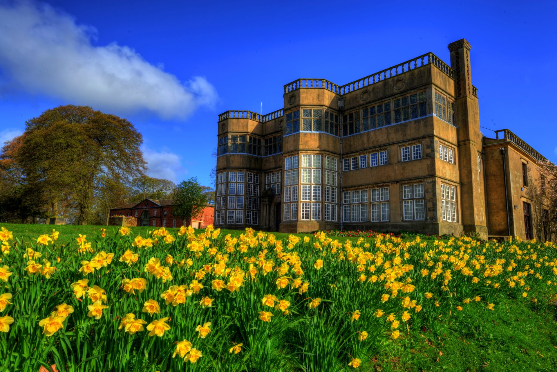 Golden Daffodils Bloom at Chorley Palace Meadow – 4K Ultra HD England ...