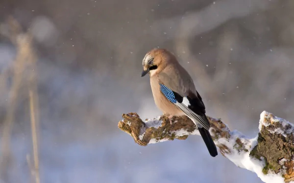 Eurasian Jay: Stunning HD Wallpaper of a Captivating Bird