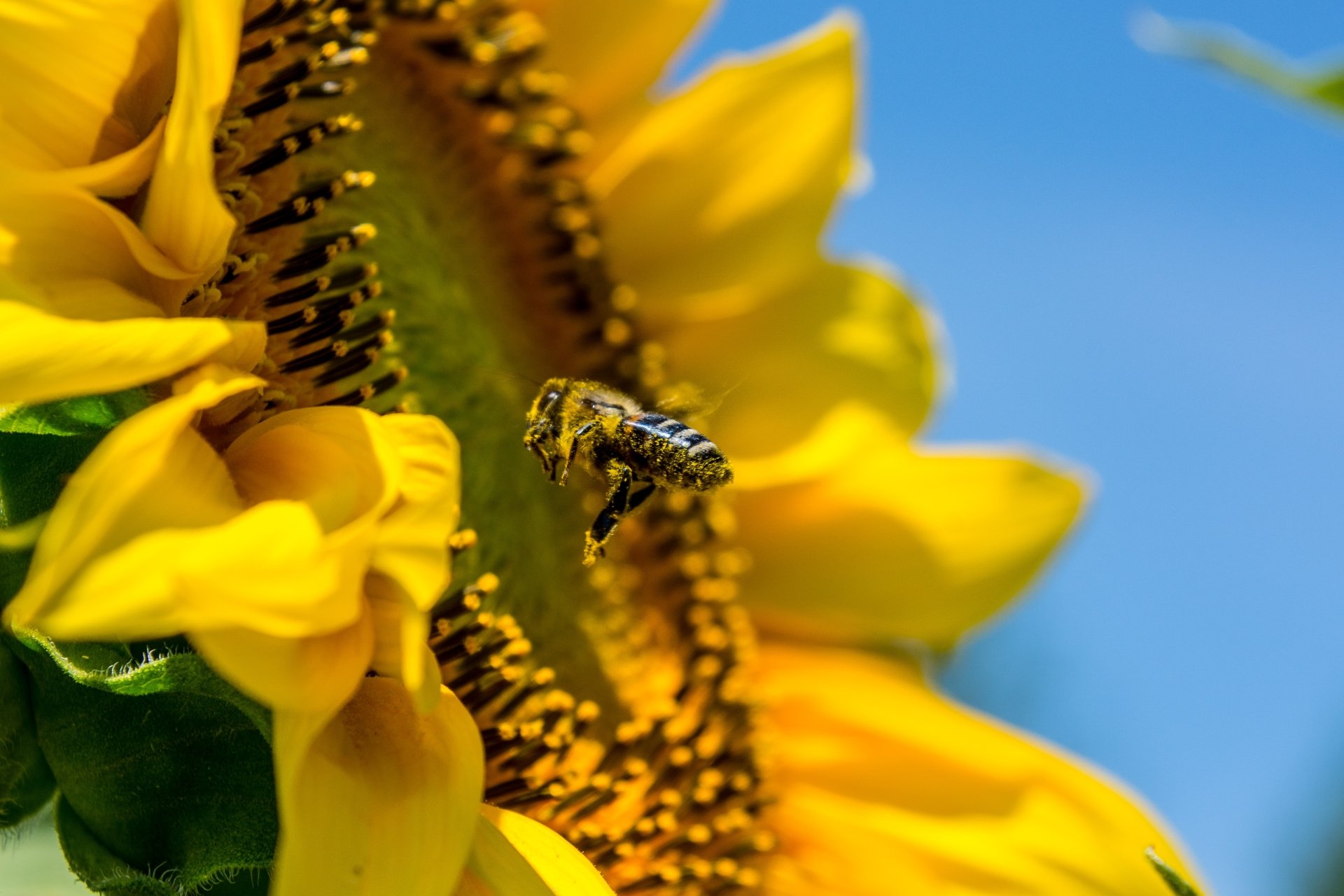 Download Sunflower Yellow Flower Flower Macro Insect Animal Bee 4k ...