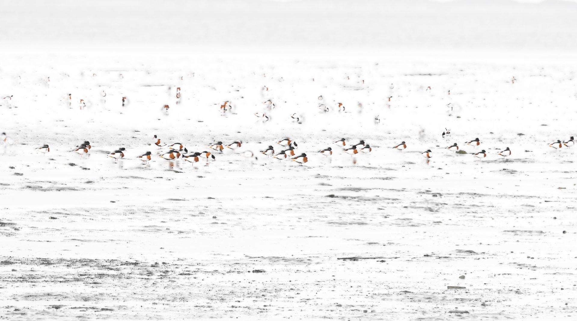 Download Flock Of Birds Animal Bird HD Wallpaper