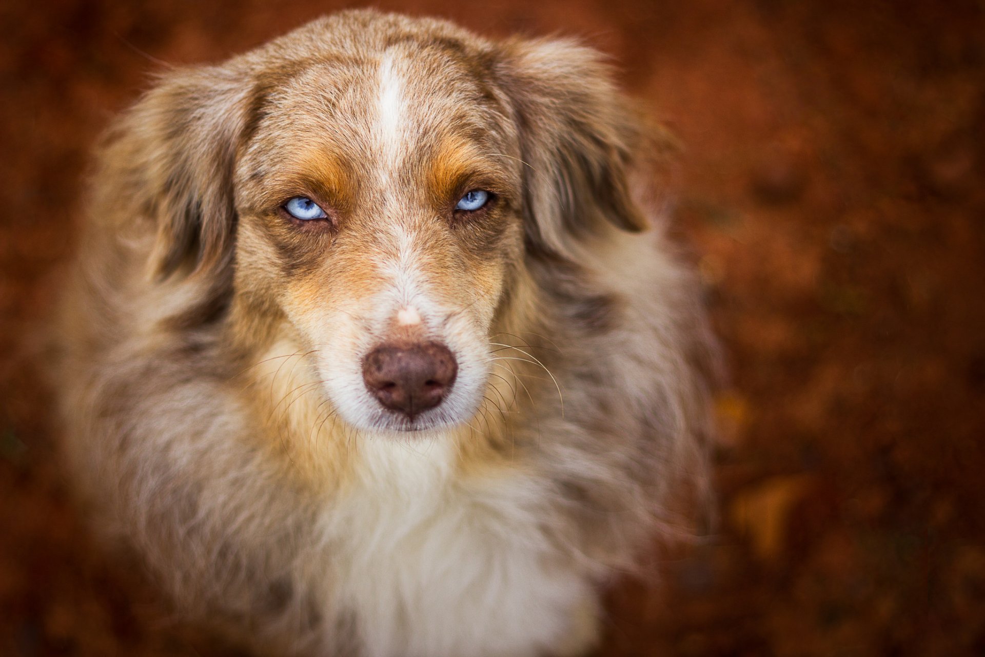 Download Stare Muzzle Dog Animal Australian Shepherd HD Wallpaper by ...