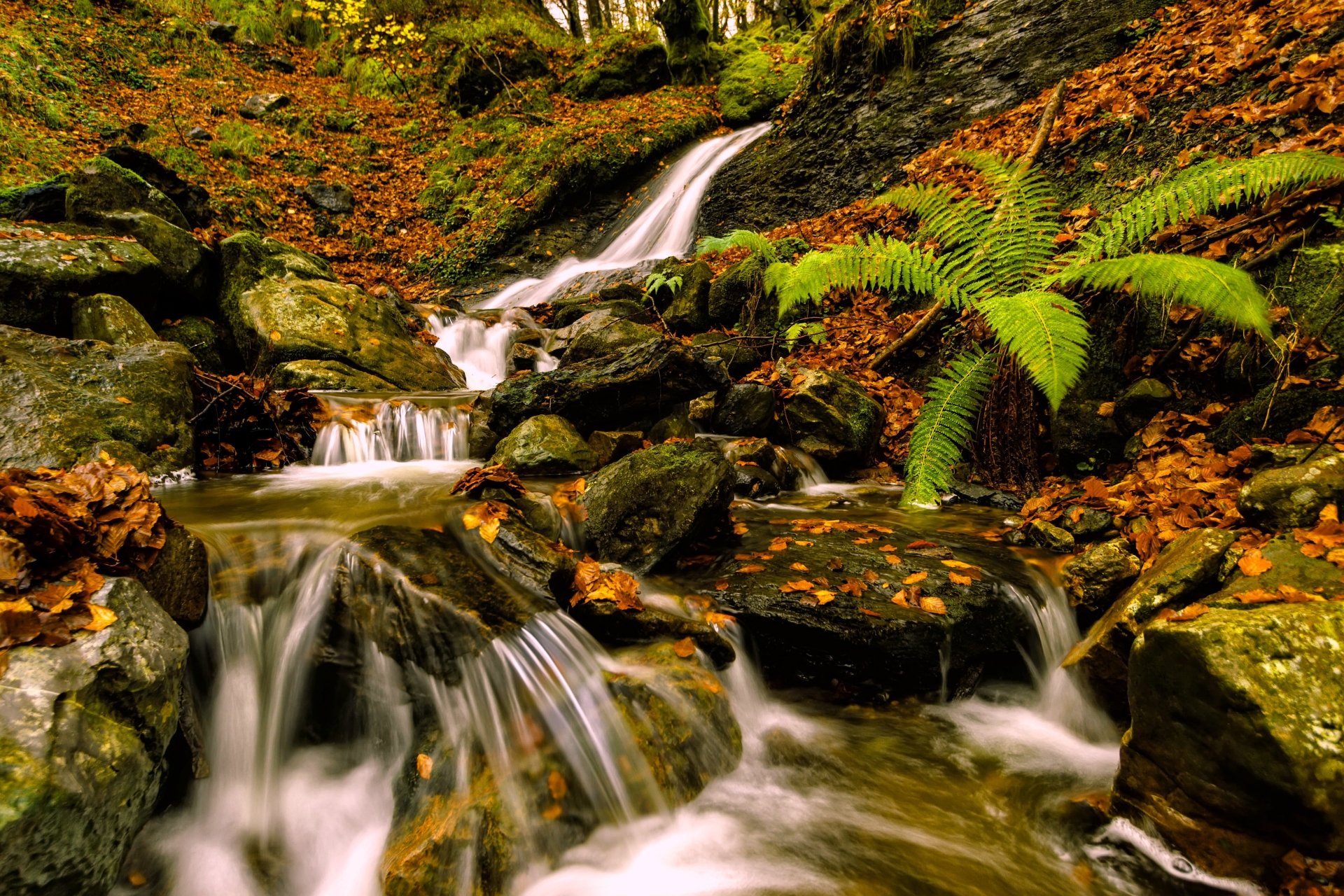 Download Fern Fall Foam Nature Stream 4k Ultra HD Wallpaper