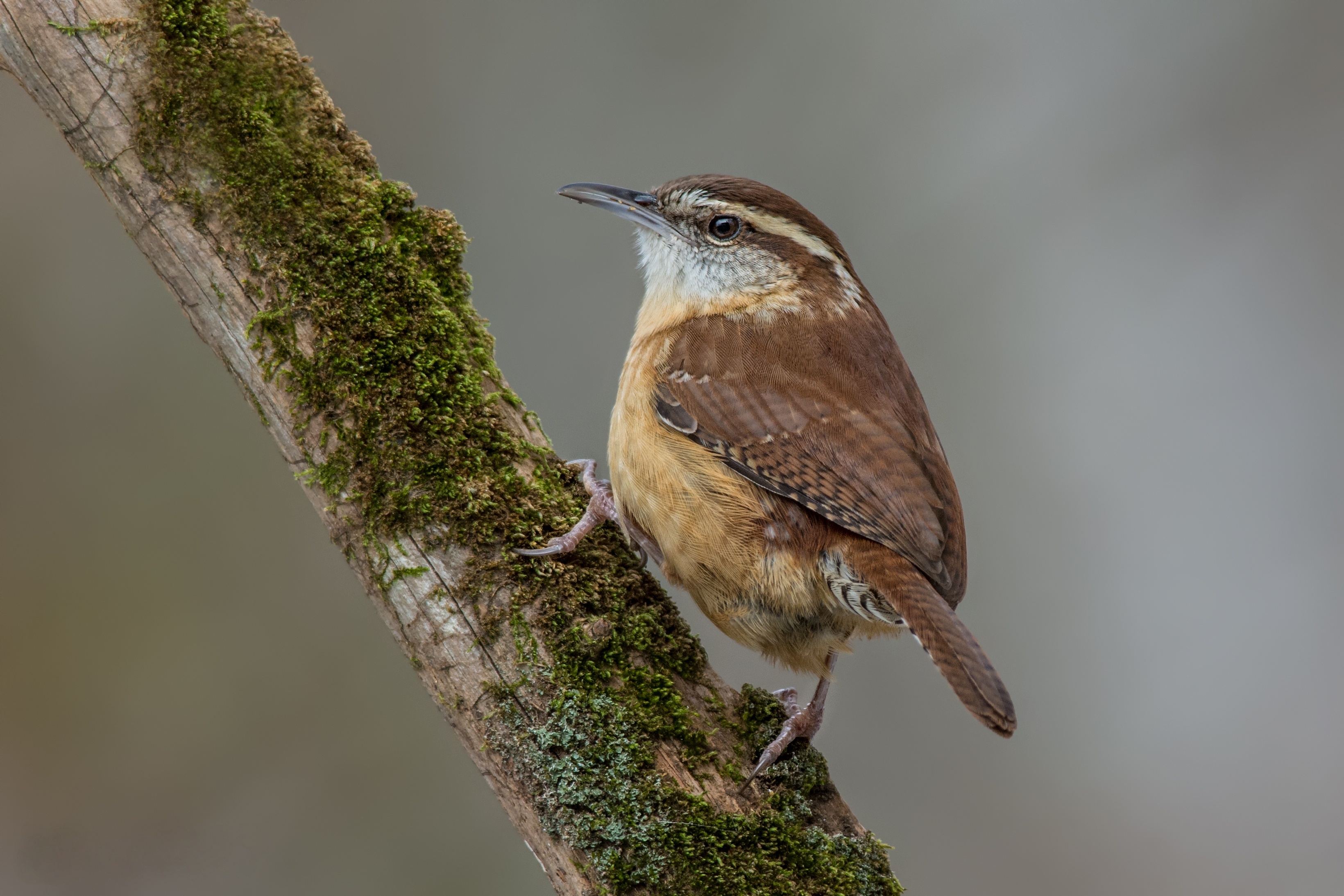 Wren HD Wallpaper by Jeff Maw
