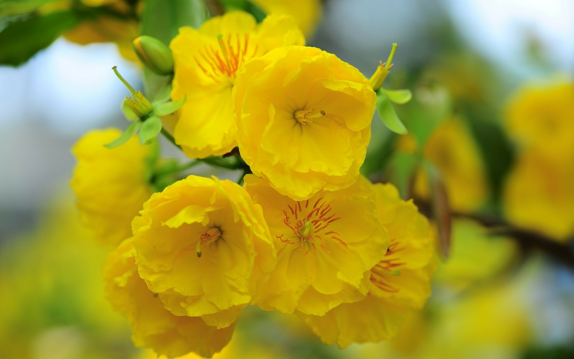 Radiant Yellow Blossoms: HD Nature's Floral Delight Wallpaper ...