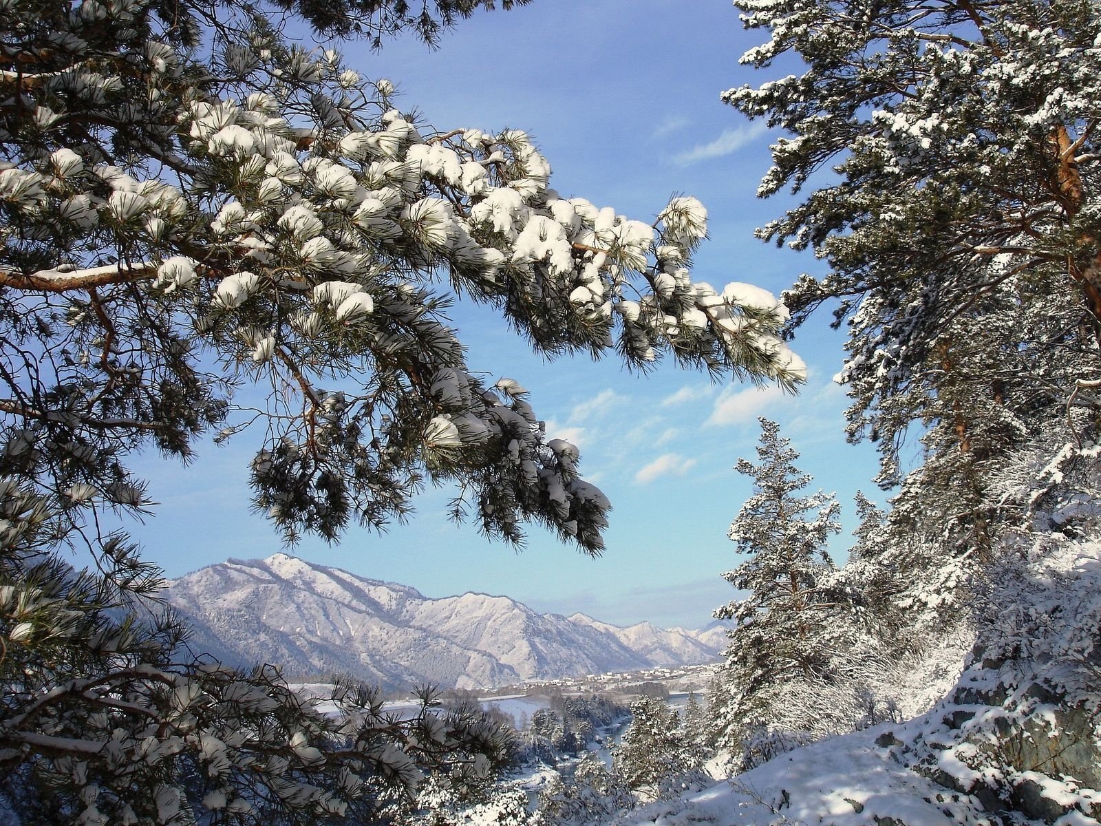 Download Snow Tree Mountain Landscape Nature Winter Snowy Mountain ...