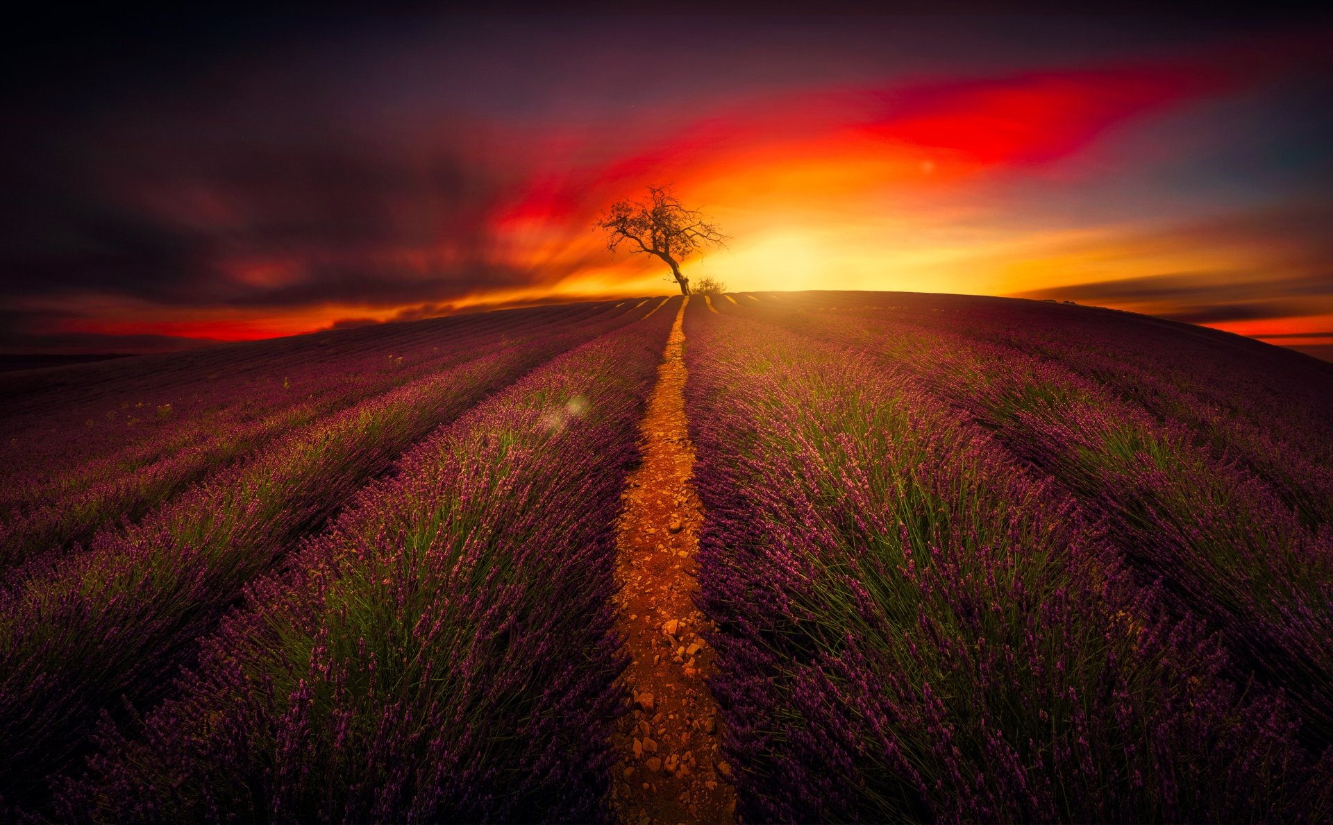 Lone Lavender Tree at Sunset — 5K Ultra HD Wallpaper | 5306x3285 ...