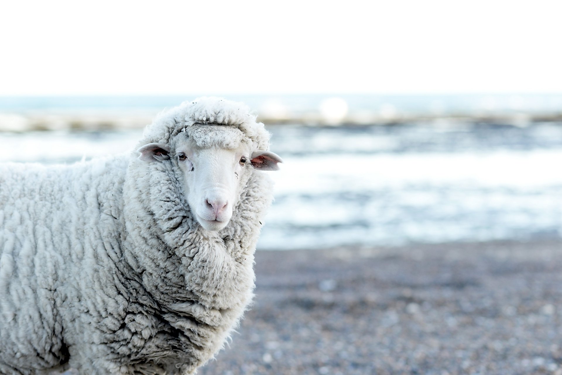 Download Depth Of Field Animal Sheep HD Wallpaper | 2560x1709 ...