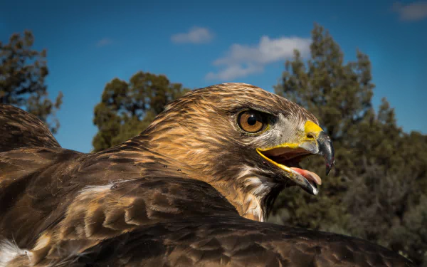 [10+] Falcon 4k Wallpapers