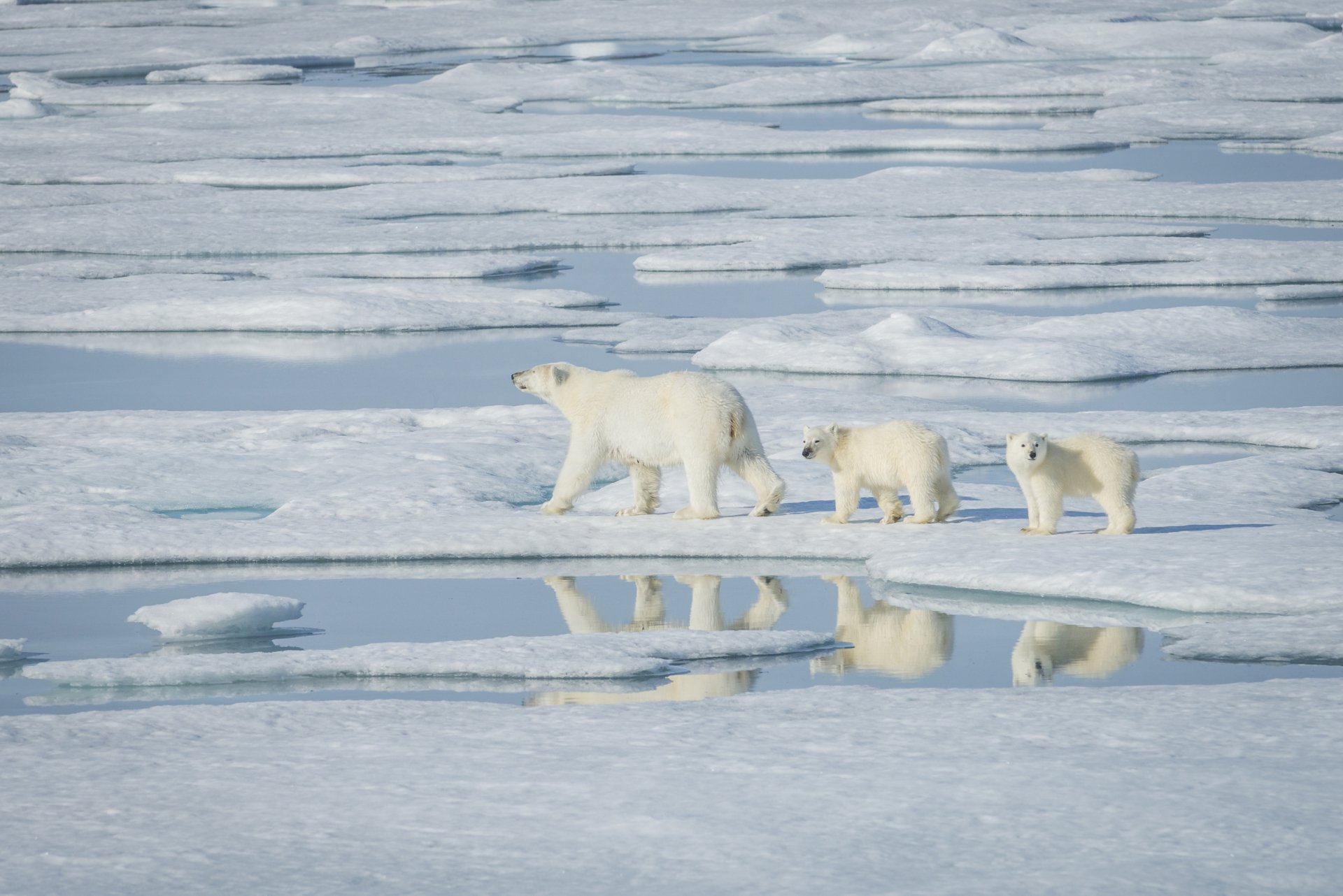 Polar Bear Cubs' Icy Reflection | Stunning 4K Ultra HD Wildlife Wallpaper