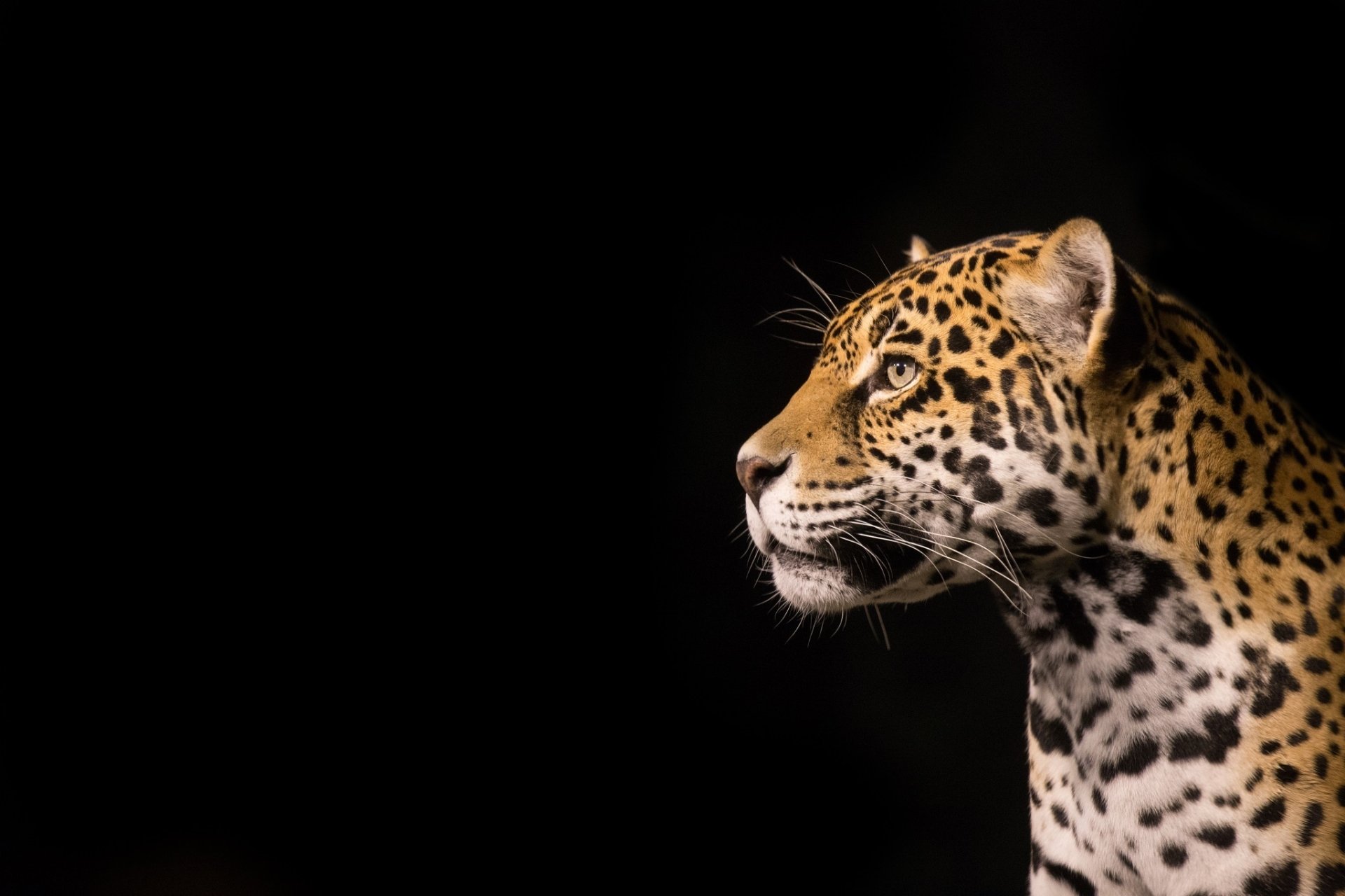 Majestic Jaguar HD Wallpaper: Wildlife Elegance in Stunning Detail ...