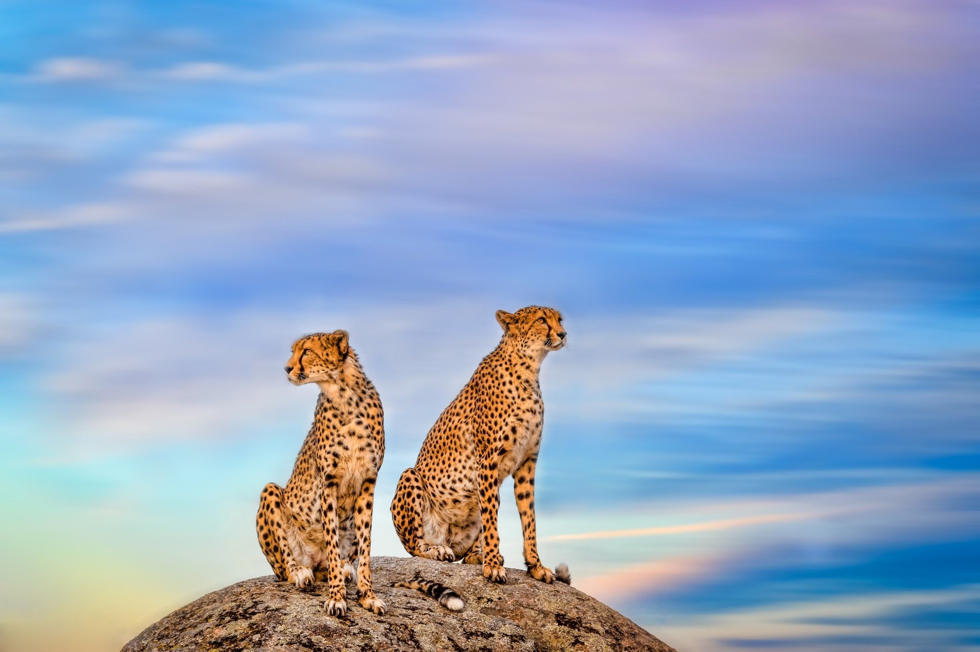 Download Animal Cheetah HD Wallpaper