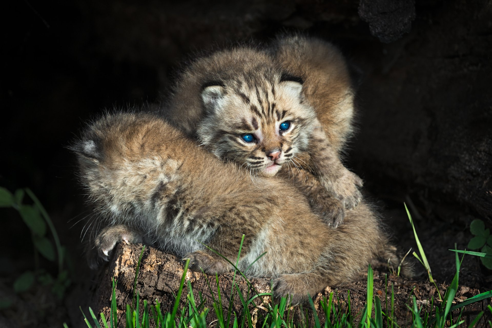Download Baby Animal Cub Animal Lynx 4k Ultra HD Wallpaper