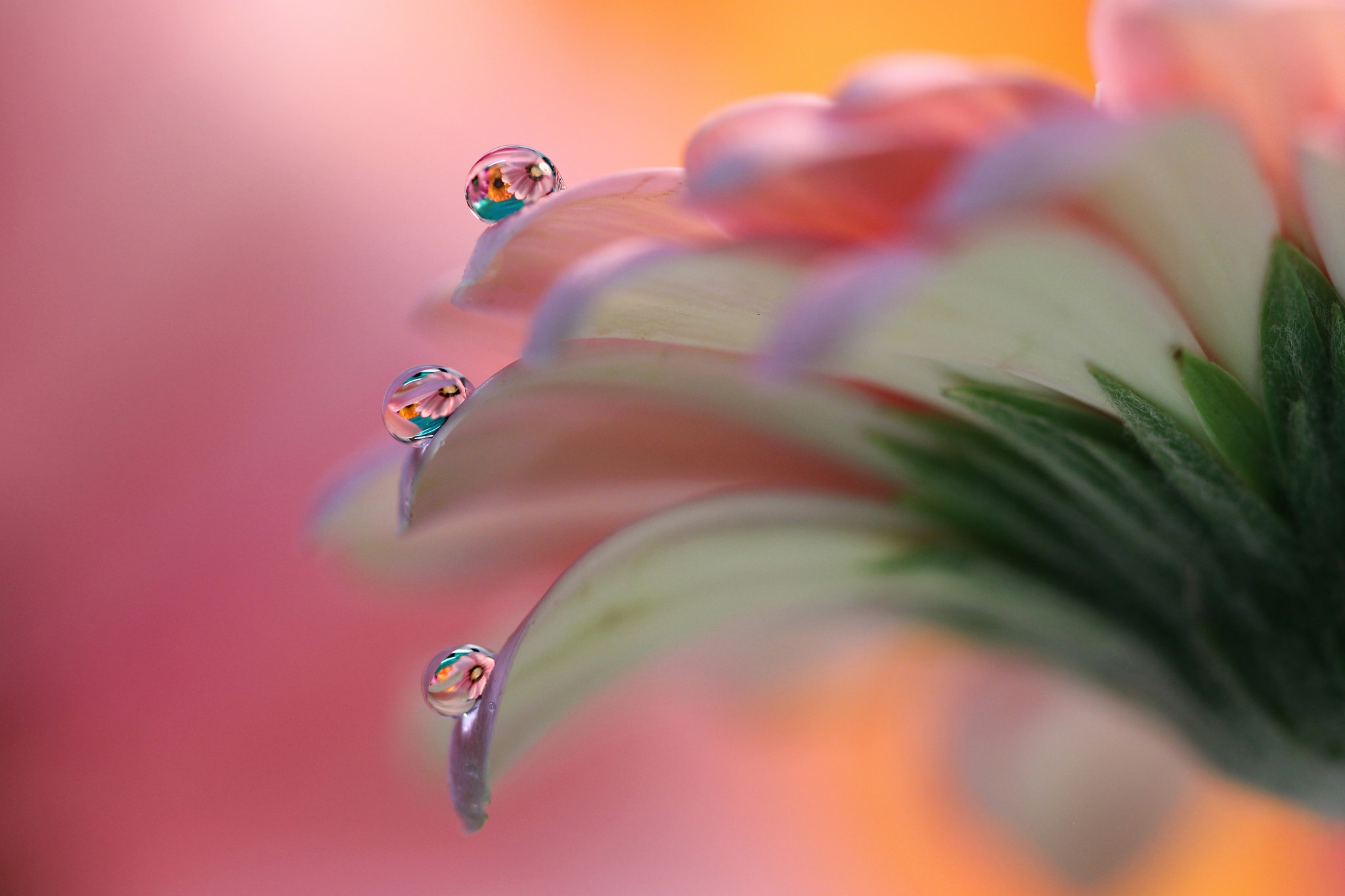 Download Reflection Blur Macro Flower Nature Water Drop HD Wallpaper