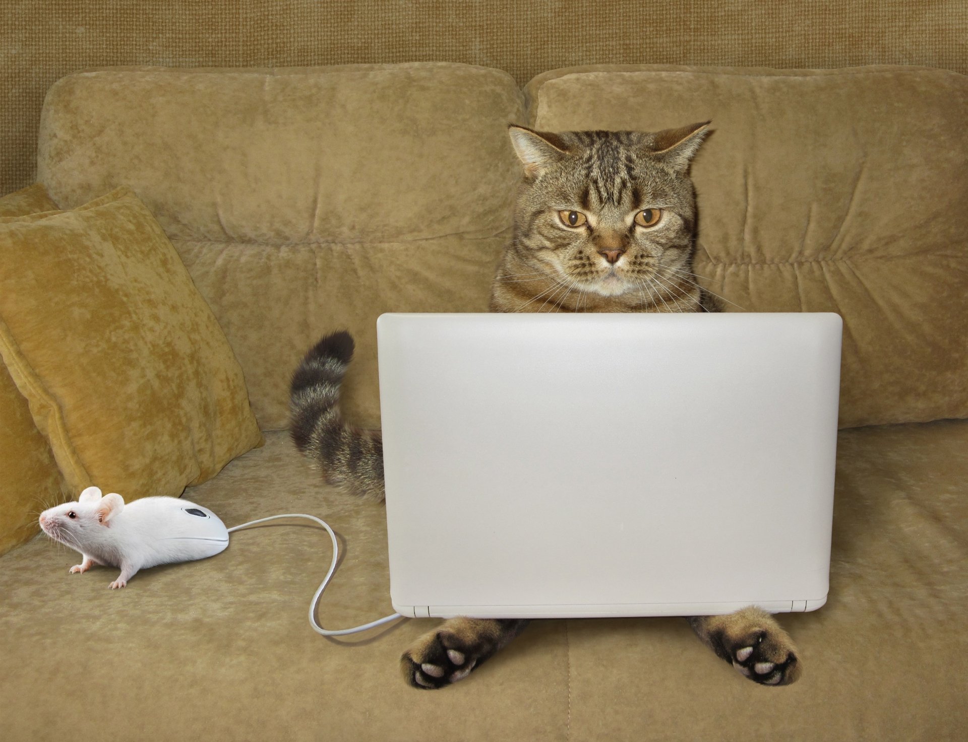 Cat vs. Mouse: The Ultimate Computer Showdown HD Wallpaper
