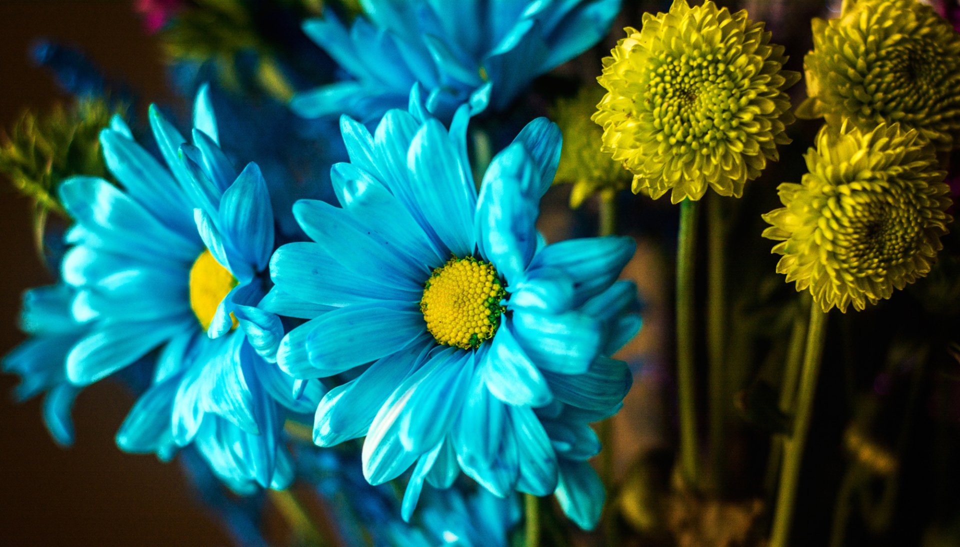 Download Blue Flower Close-up Nature Flower HD Wallpaper | 2000x1140 ...
