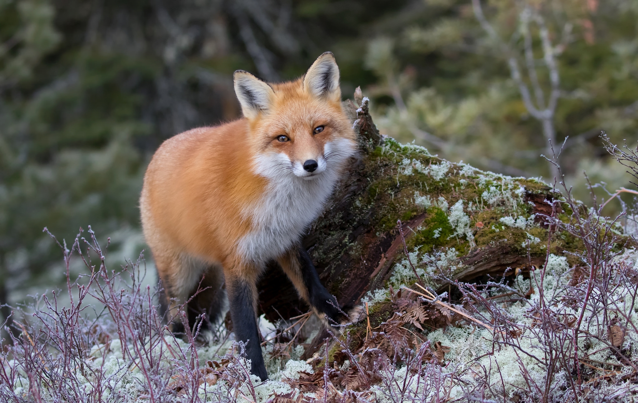 Download Stare Animal Fox HD Wallpaper
