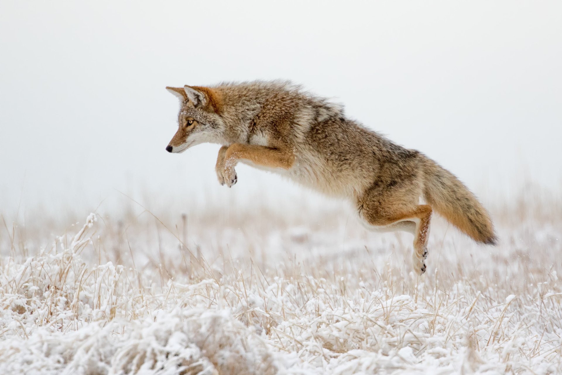 Winter Coyote Leap – HD Snow Animal Wallpaper