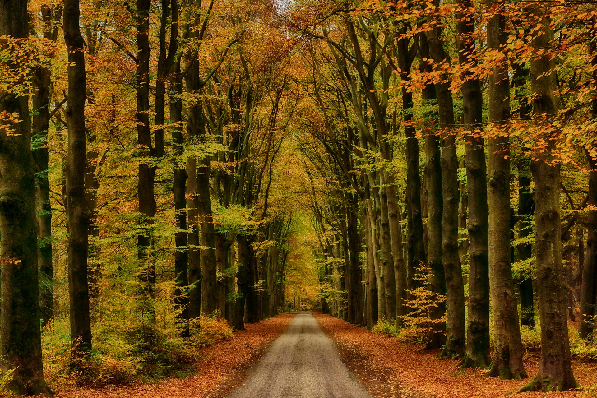 Download Fall Tree Man Made Road HD Wallpaper