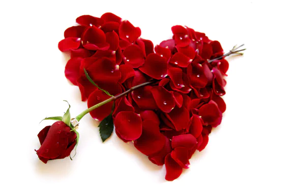 Red Rose 8k Wallpapers