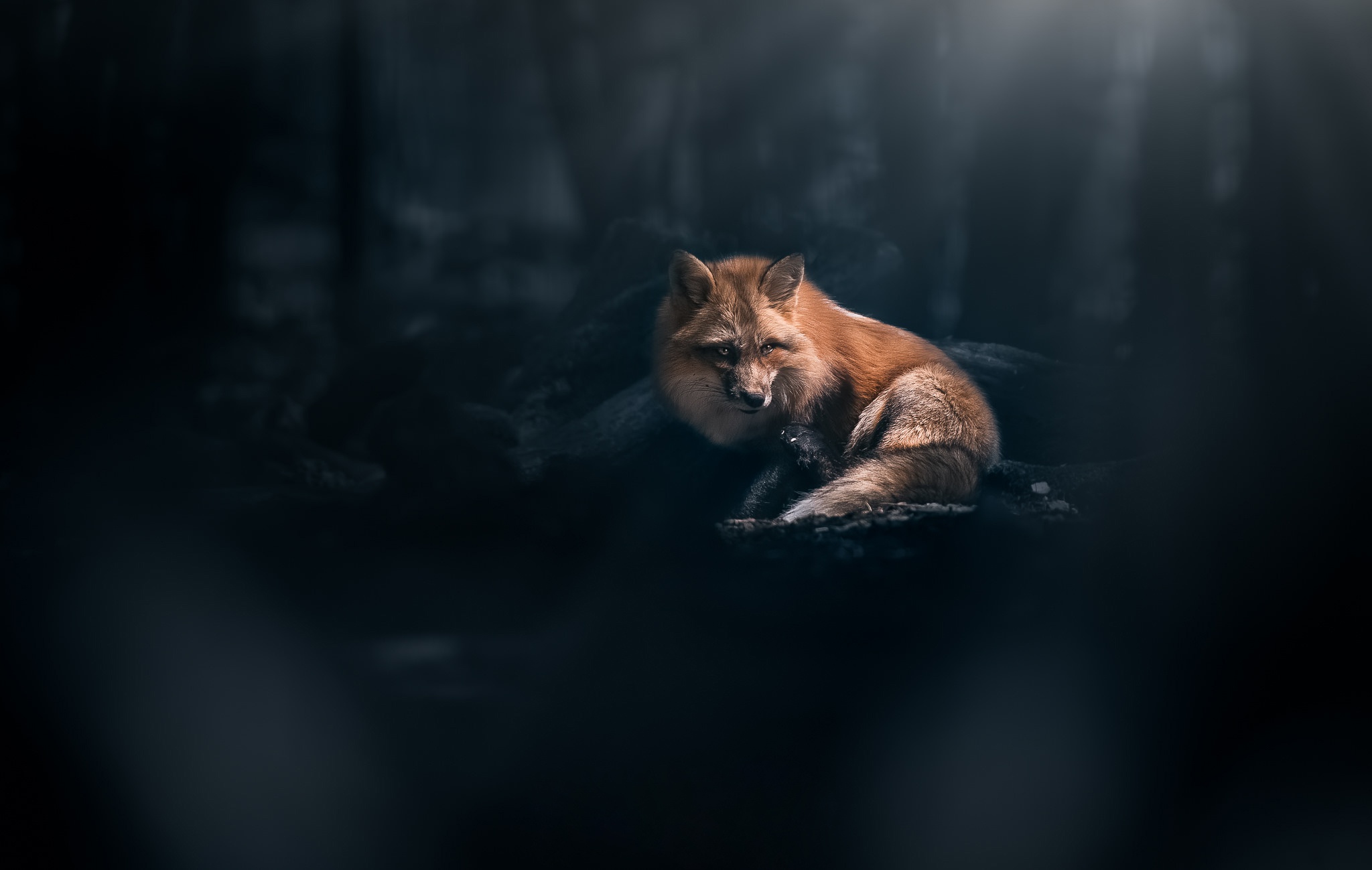 Download Animal Fox HD Wallpaper