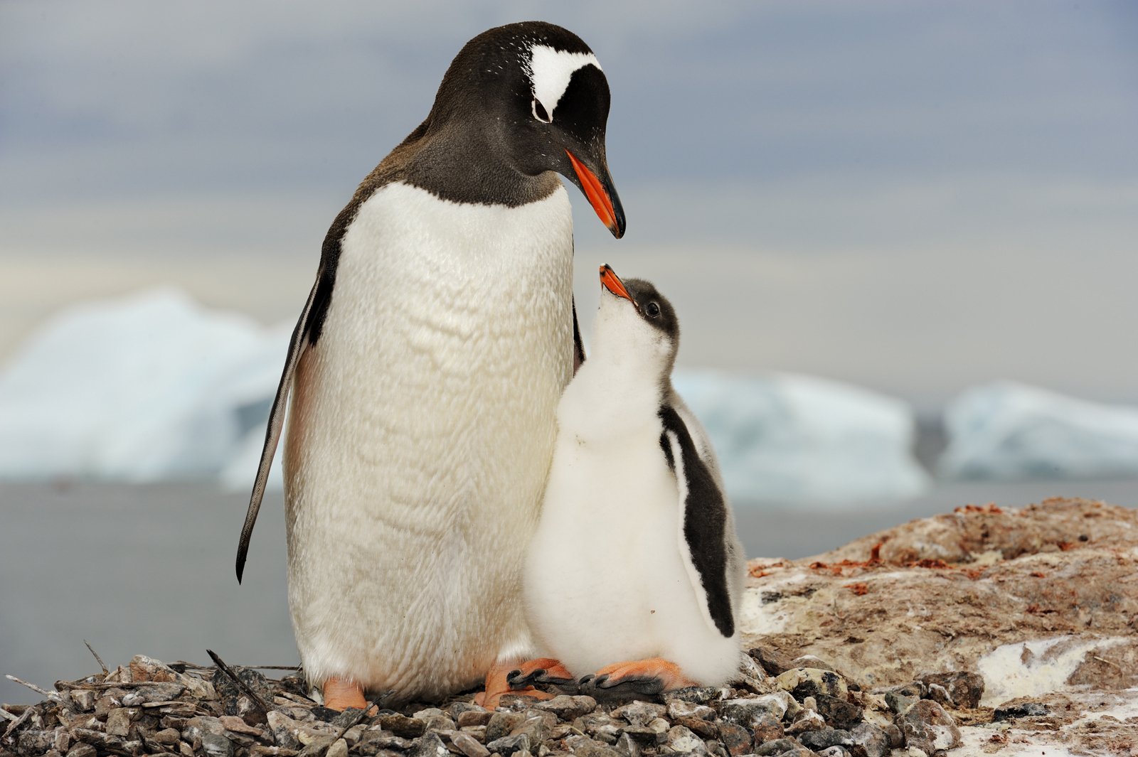 Download Bird Baby Animal Chick Animal Penguin Wallpaper | 1600x1065 ...