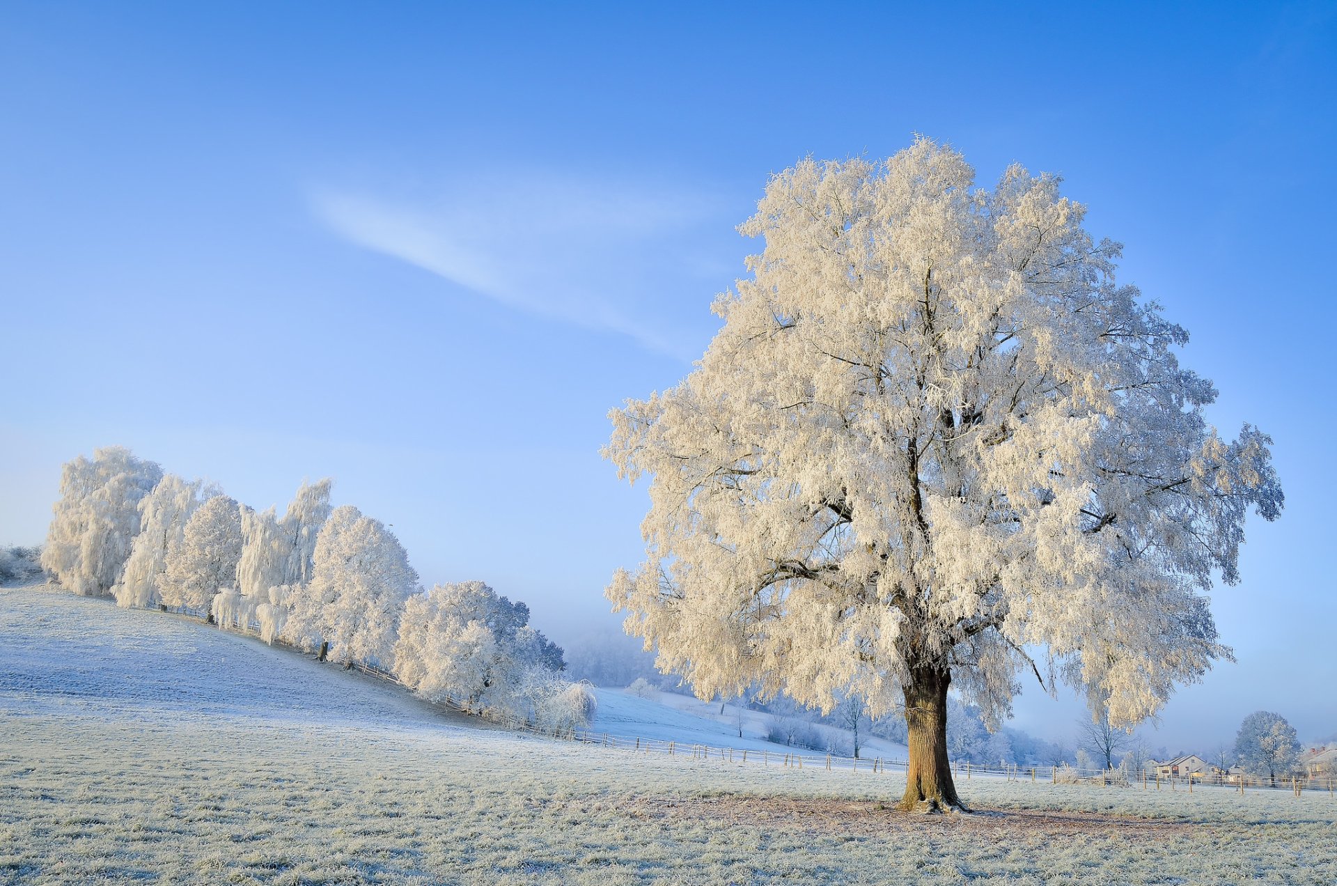 Winter Splendor: Frost-Kissed Trees in a Snowy Field – HD Nature ...