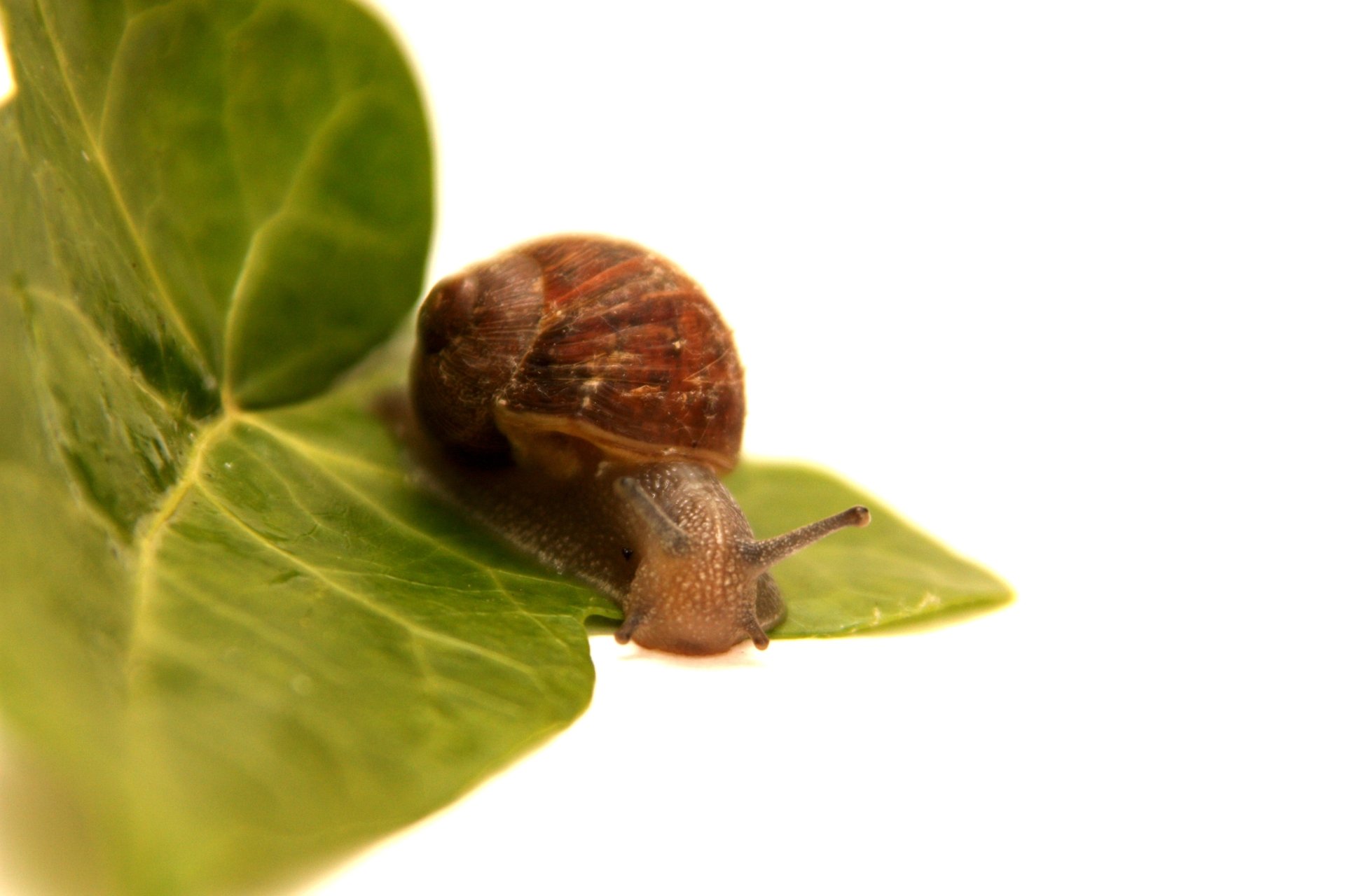 Download Leaf Close-up Animal Snail 4k Ultra HD Wallpaper