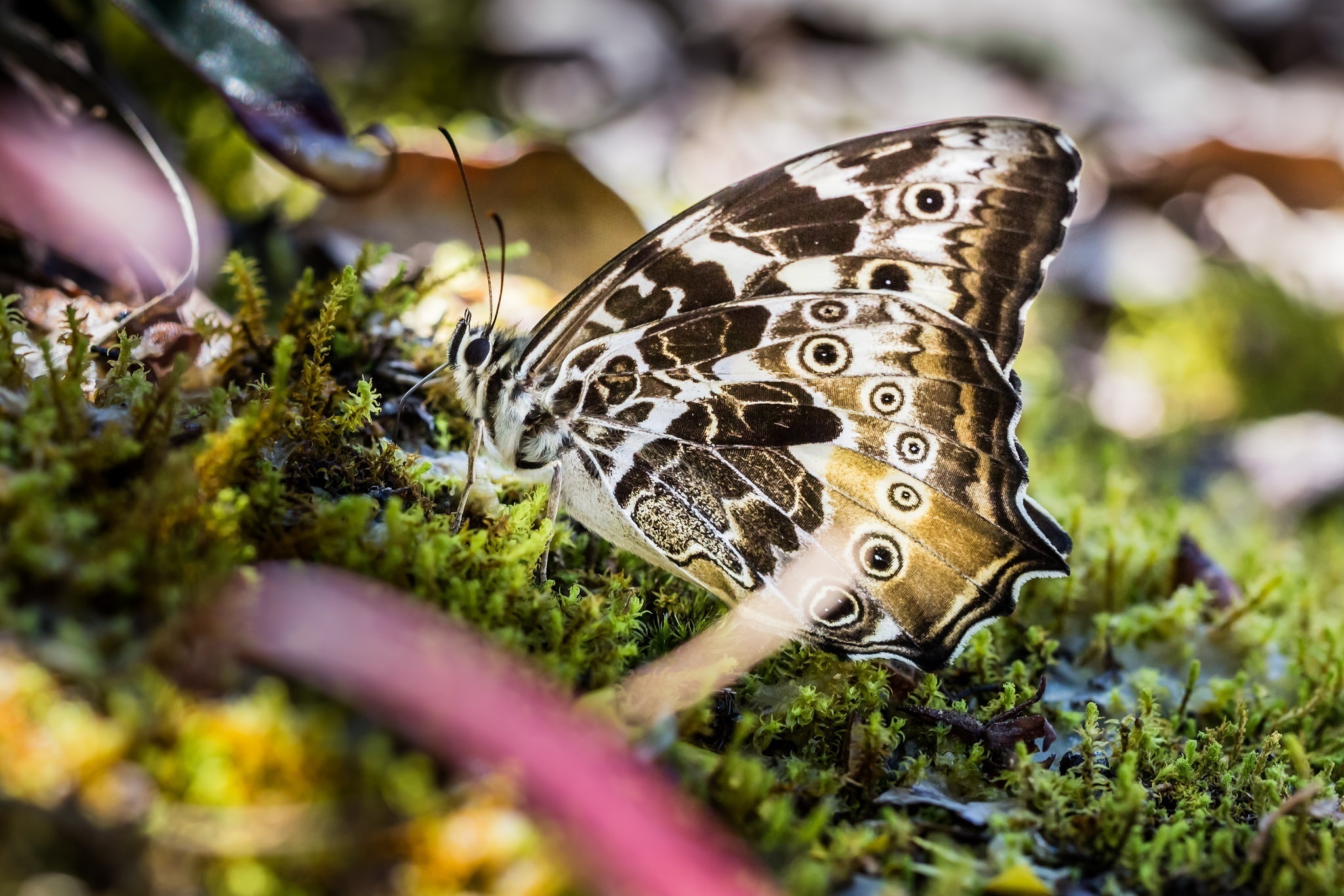 Download Macro Moss Insect Animal Butterfly HD Wallpaper