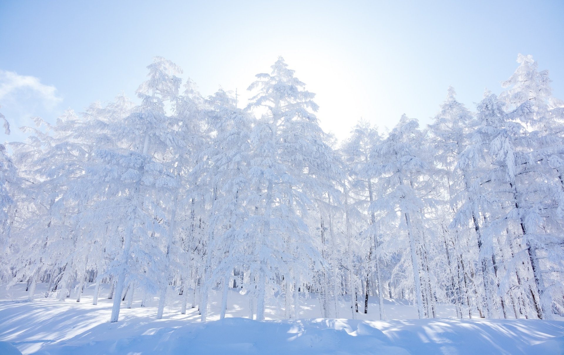 Download Sunny White Snow Tree Forest Nature Winter Hd Wallpaper