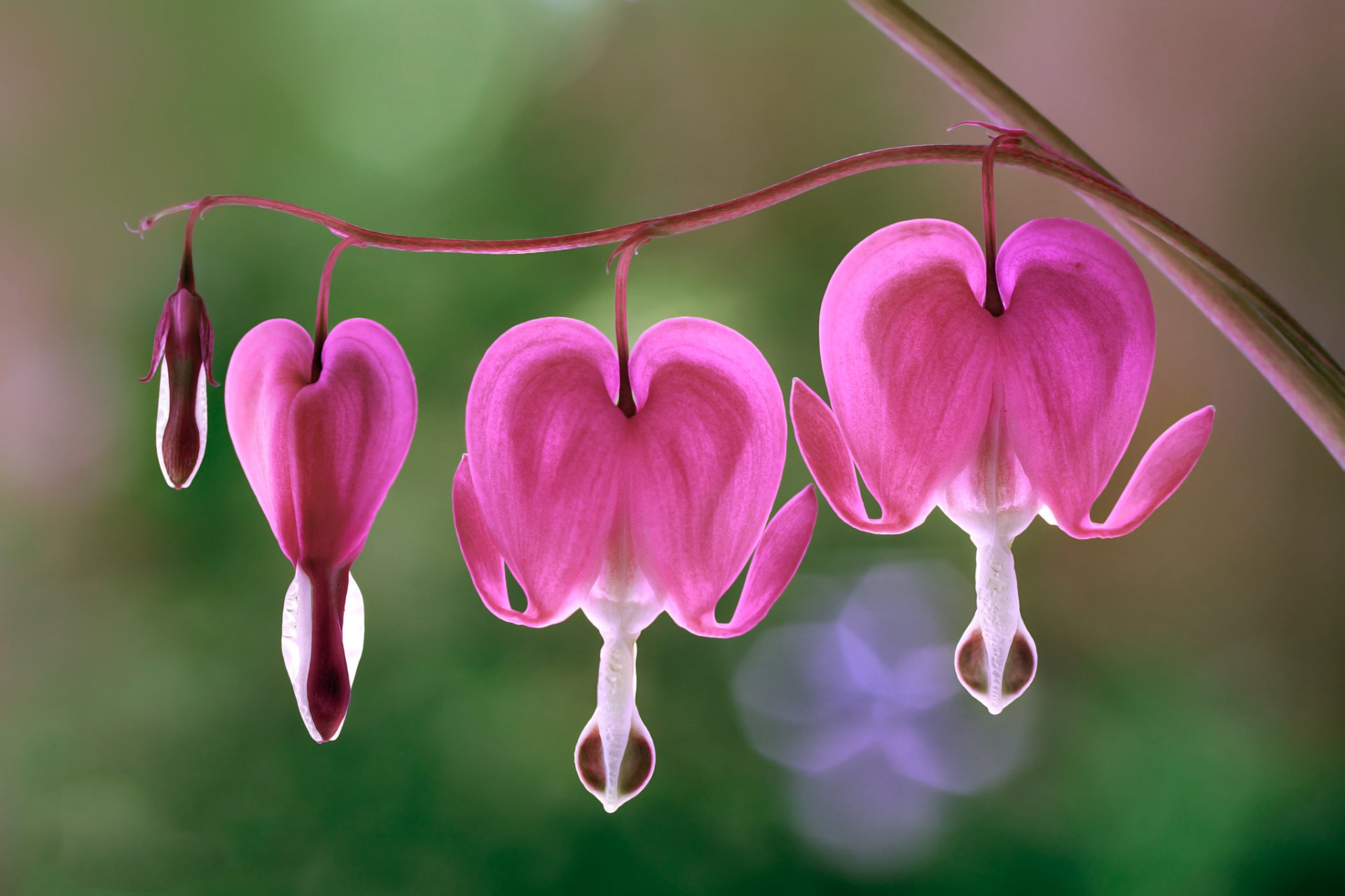 Download Pink Flower Flower Nature Macro Bleeding Heart HD Wallpaper