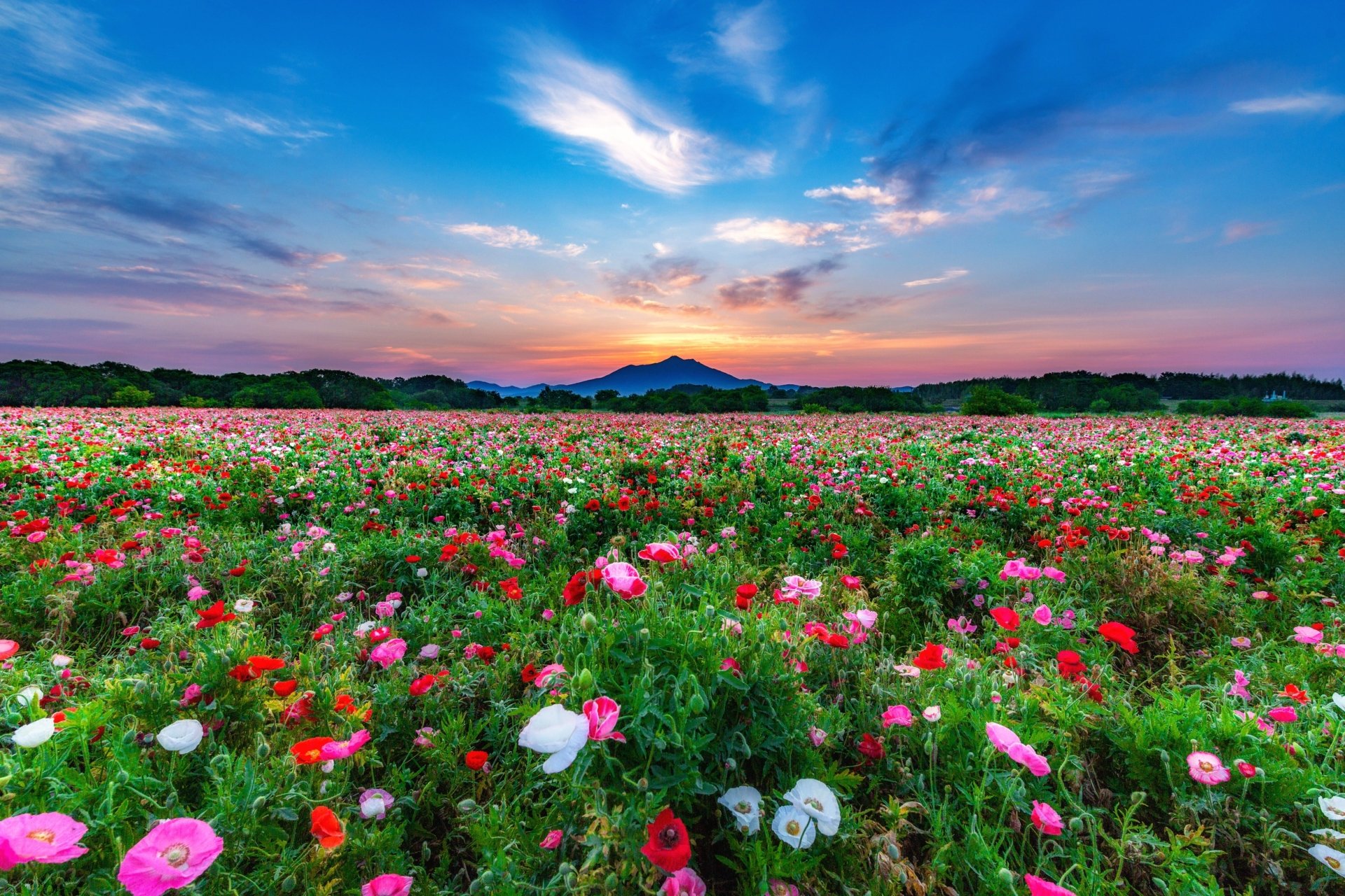 Download White Flower Red Flower Pink Flower Flower Landscape Nature Meadow HD Wallpaper