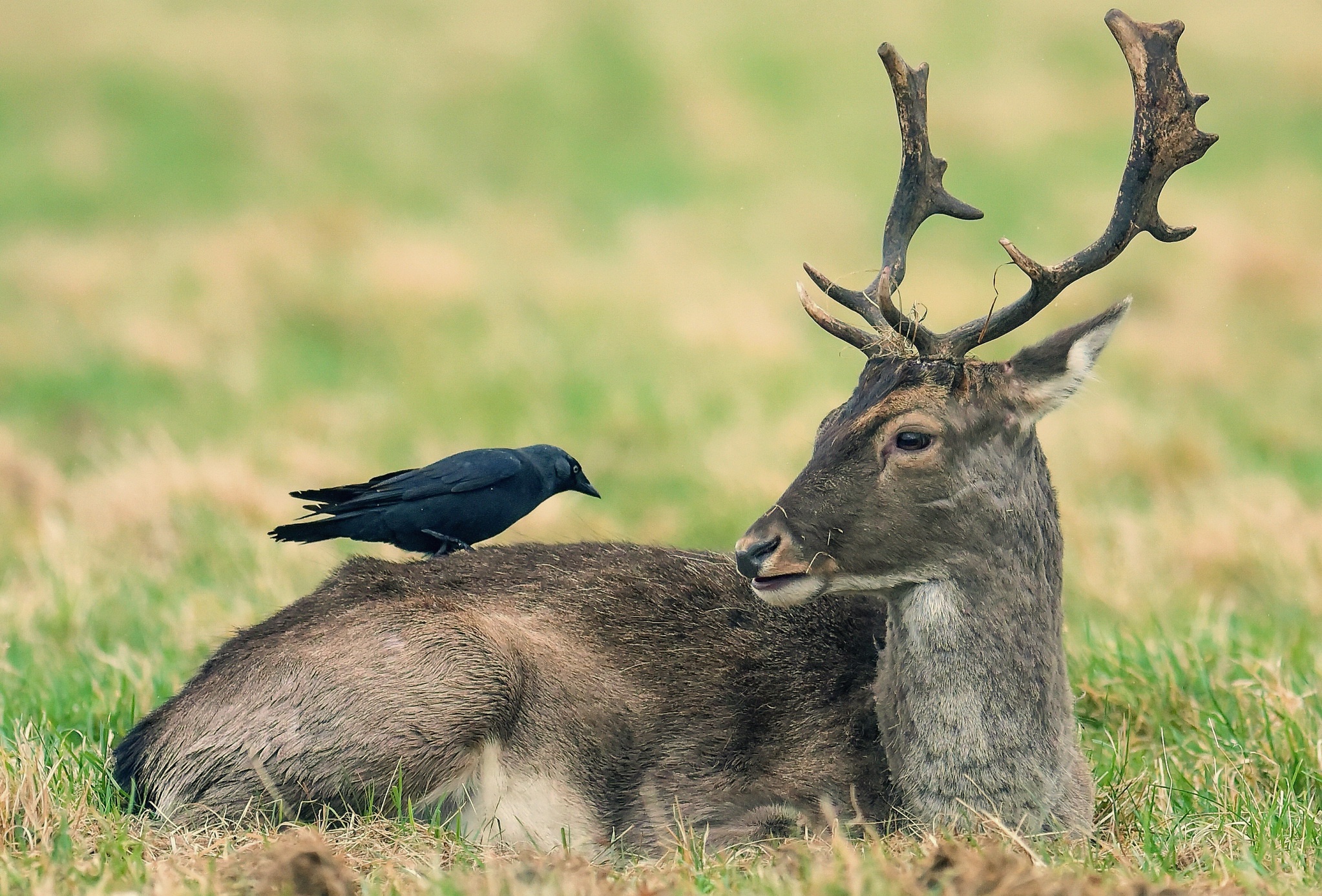 Download Bird Animal Deer HD Wallpaper
