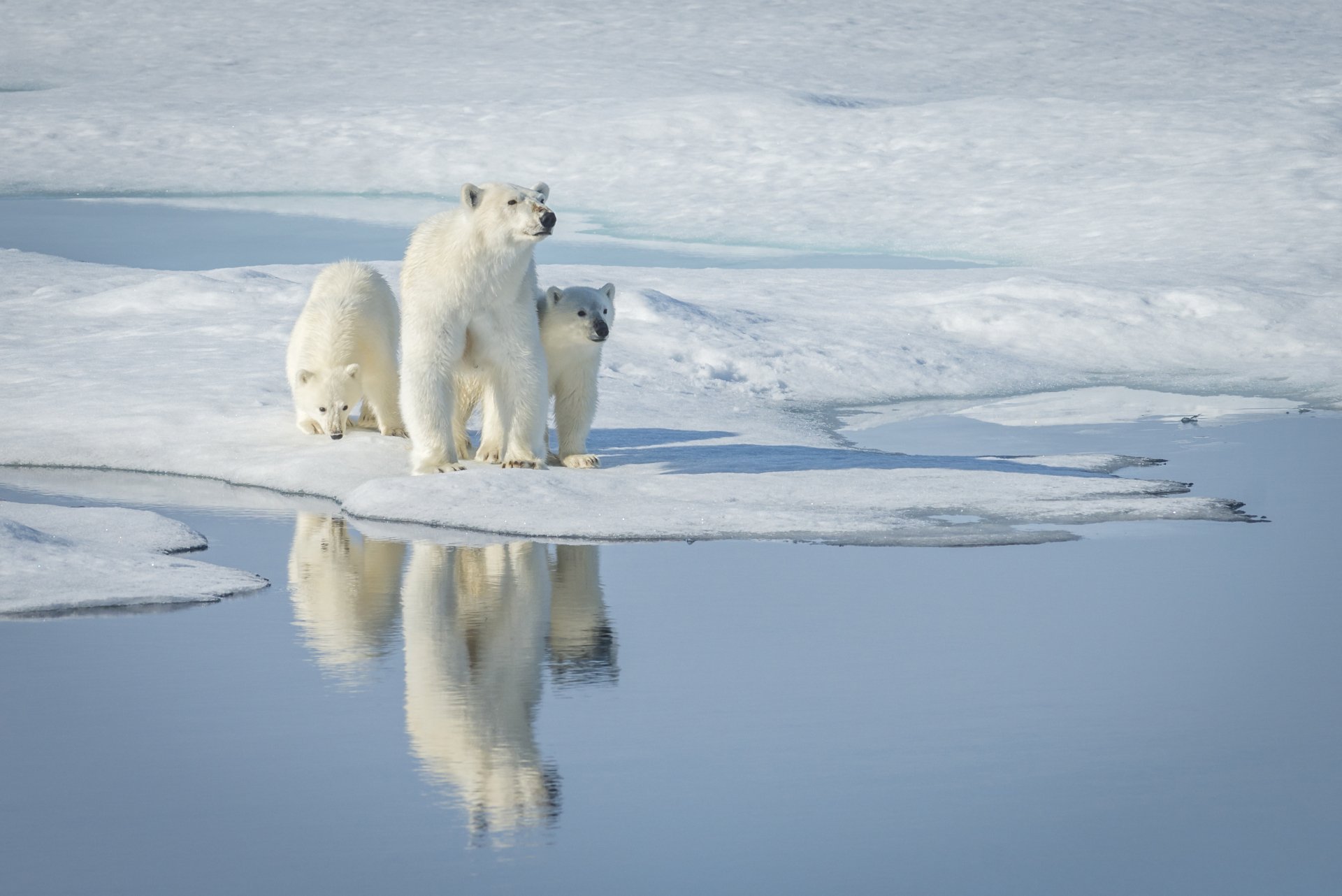 Polar Bear Cubs and Their Reflection | Stunning HD Baby Animal Wallpaper