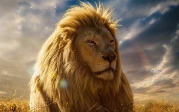 Download Animal Lion PFP