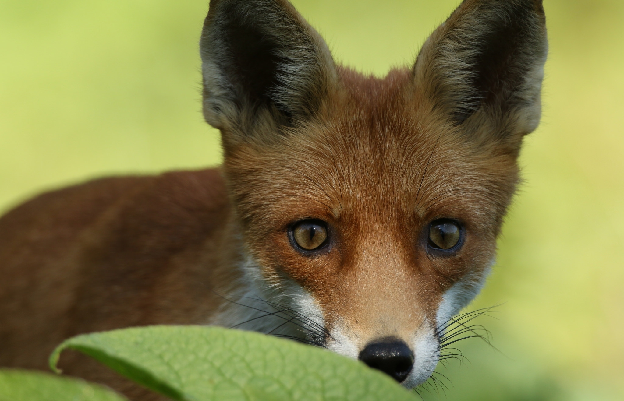 Download Close-up Stare Animal Fox HD Wallpaper