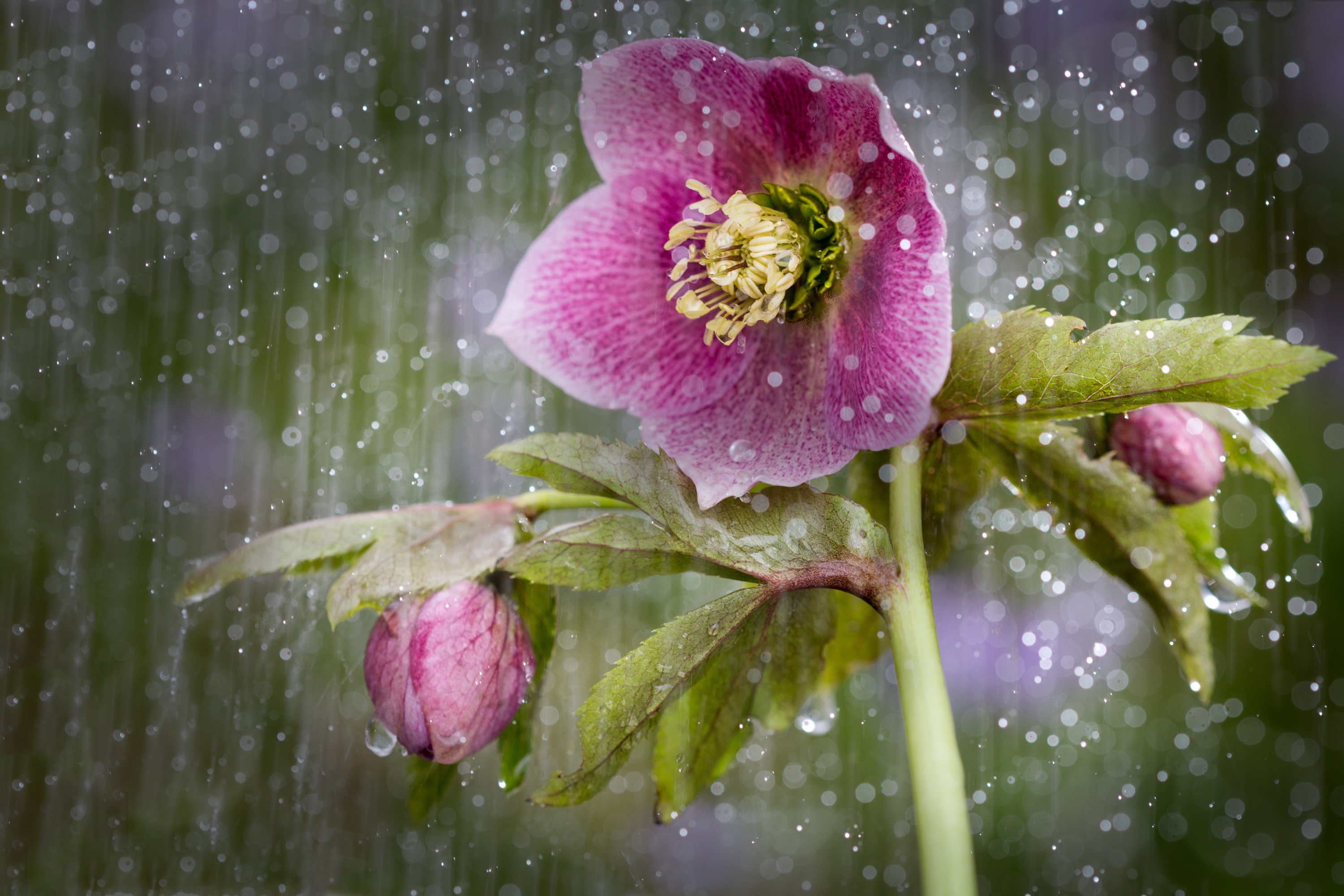 Spring Rain Desktop Backgrounds