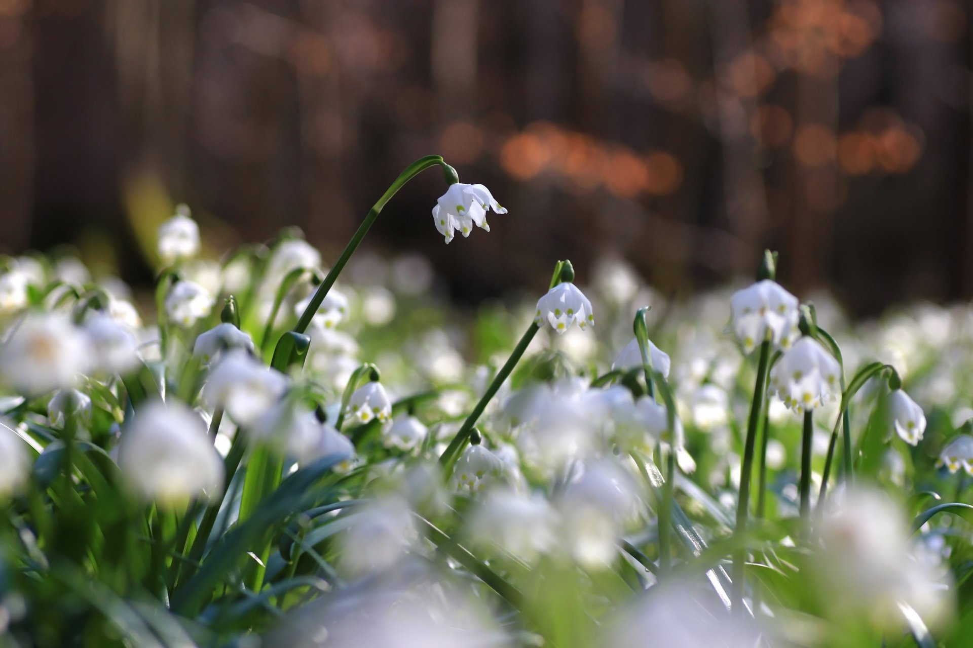 Download Macro Nature White Flower Bokeh Flower Snowdrop HD Wallpaper
