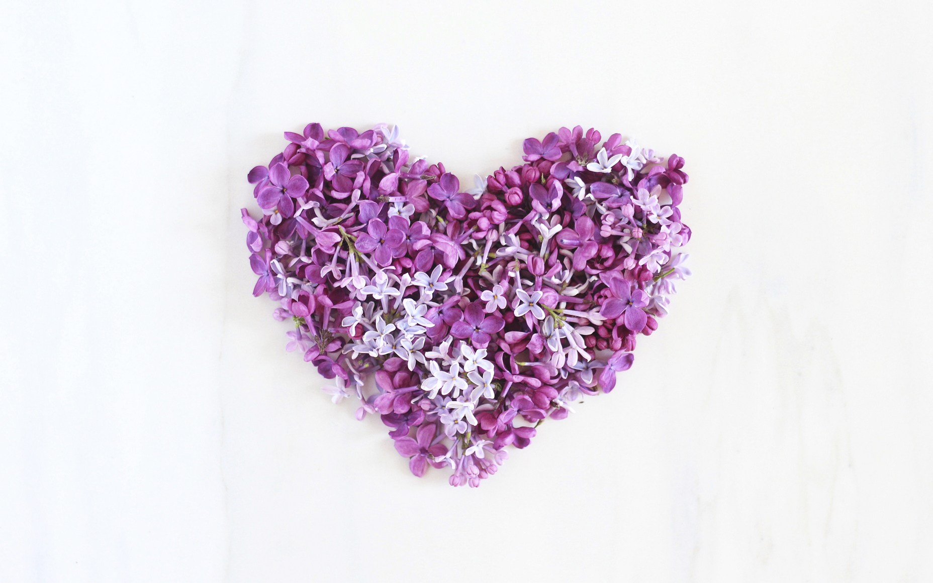 Download Purple Flower Heart Lilac Man Made Flower Wallpaper
