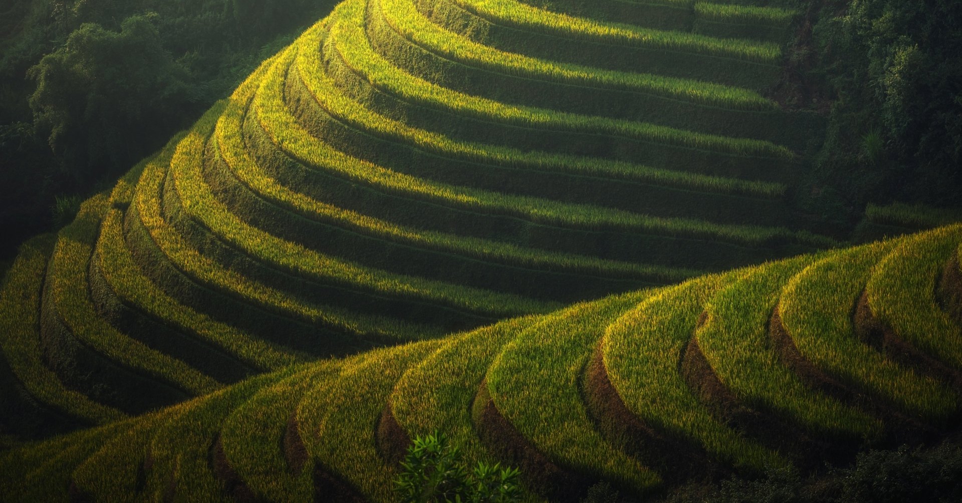 Download Man Made Rice Terrace Terraced Field HD Wallpaper