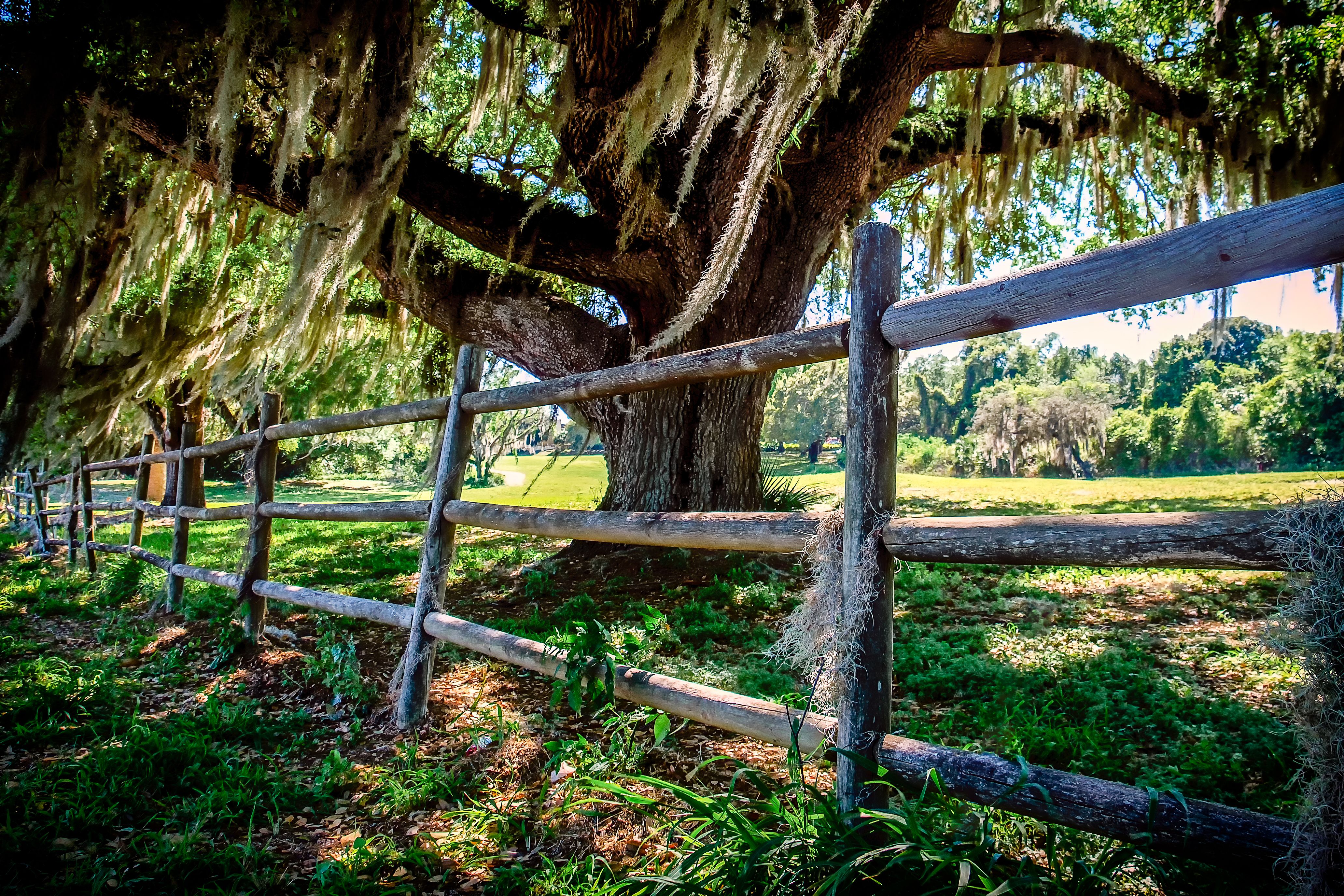 Download Tree Oak Nature Man Made Fence 4k Ultra HD Wallpaper