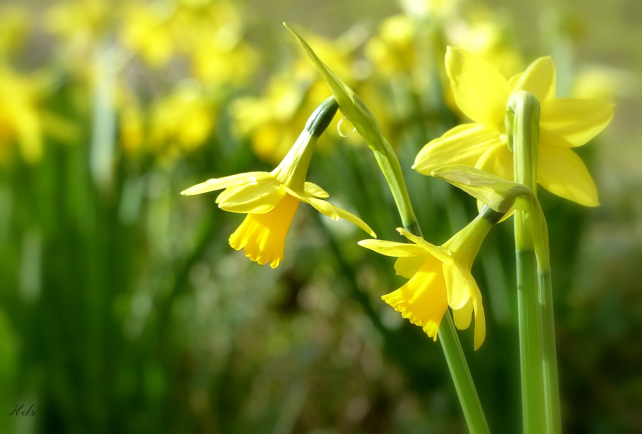Flower Daffodil Hd