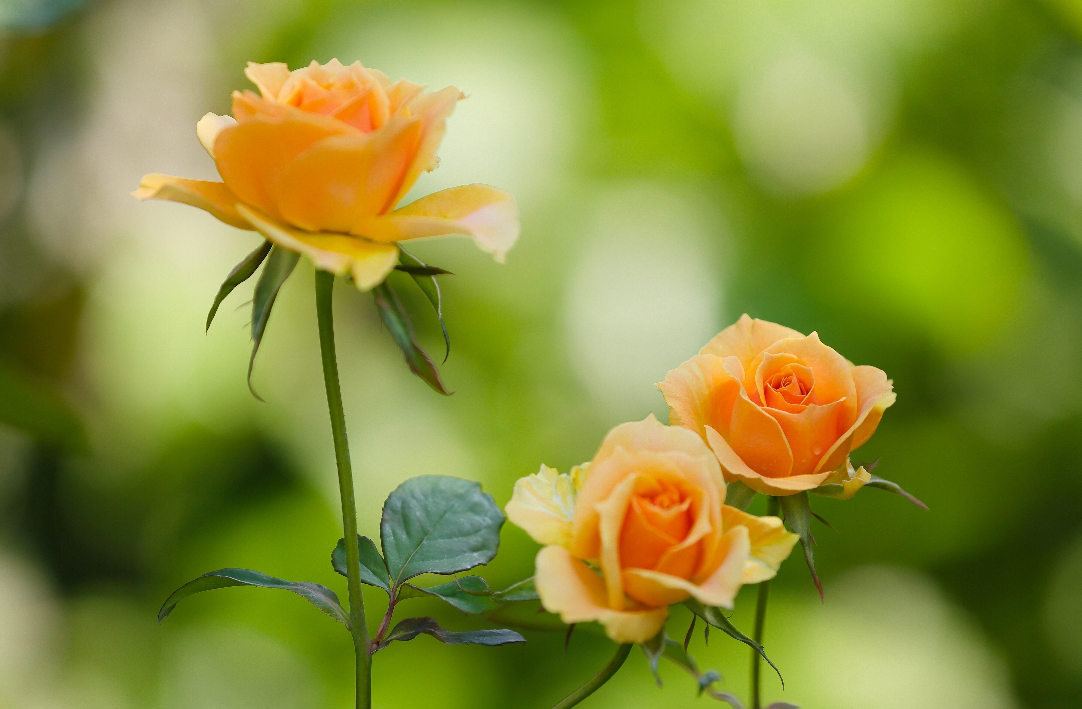 Radiant Yellow Roses HD Wallpaper: Nature's Blooming Elegance