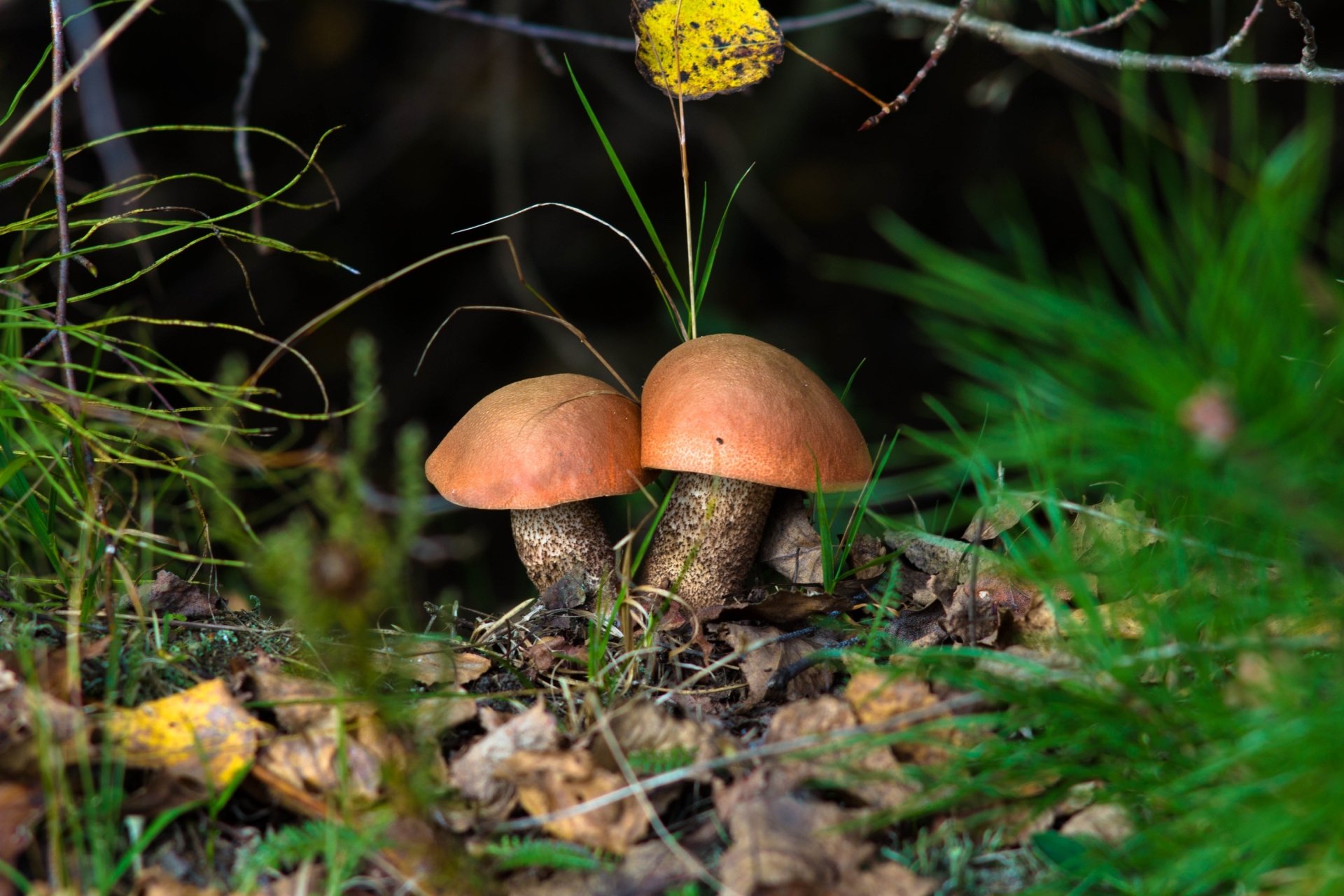 Download Close-up Fall Nature Mushroom HD Wallpaper | 3000x2000 ...