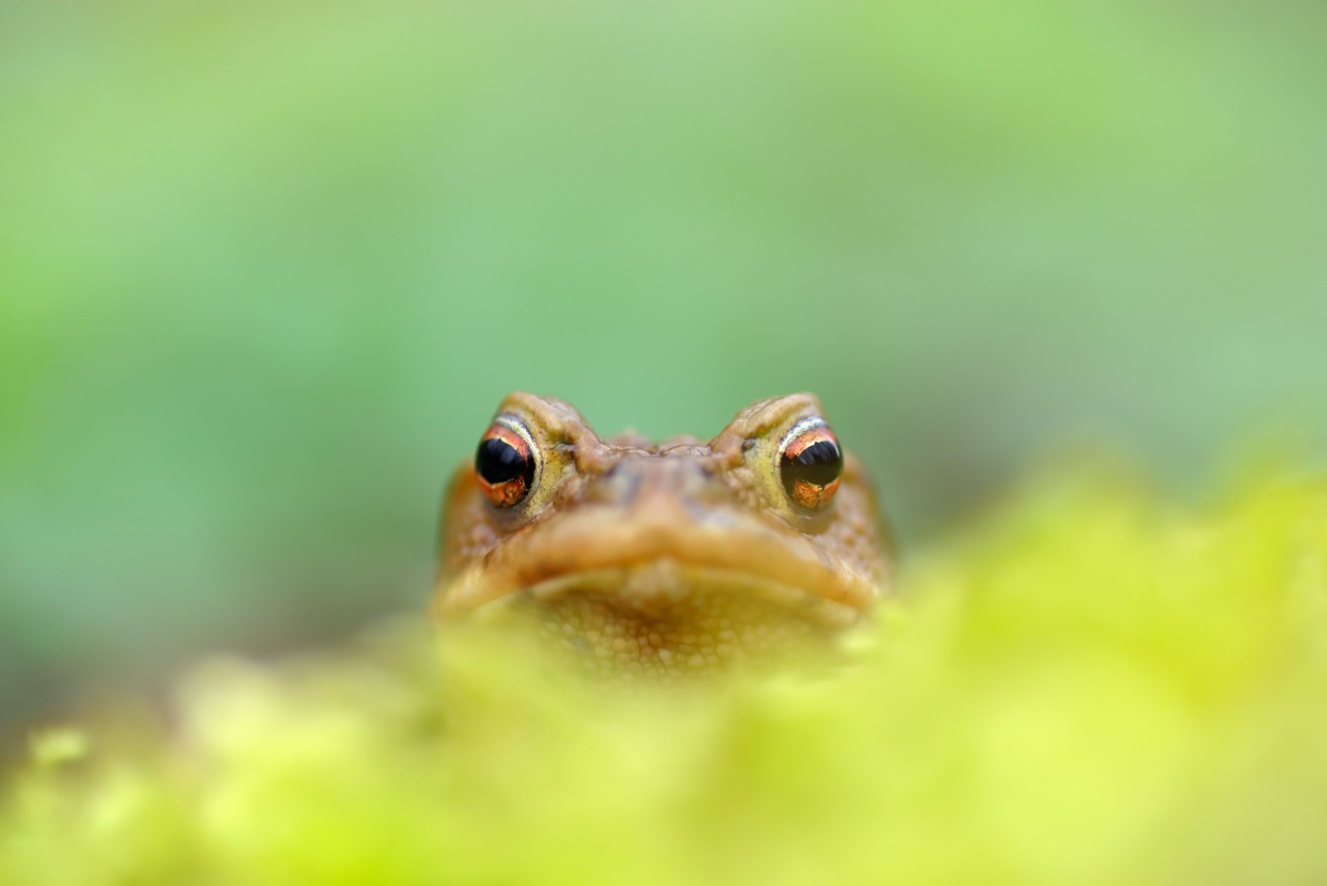 Animal Frog HD Wallpaper