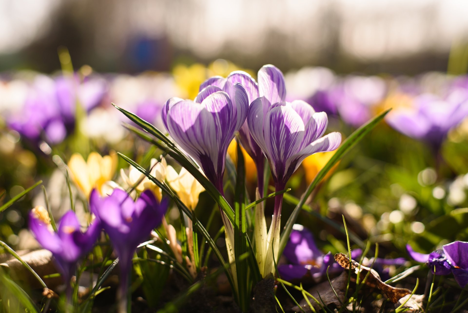 Download Purple Flower Blur Nature Macro Flower Crocus 4k Ultra HD ...
